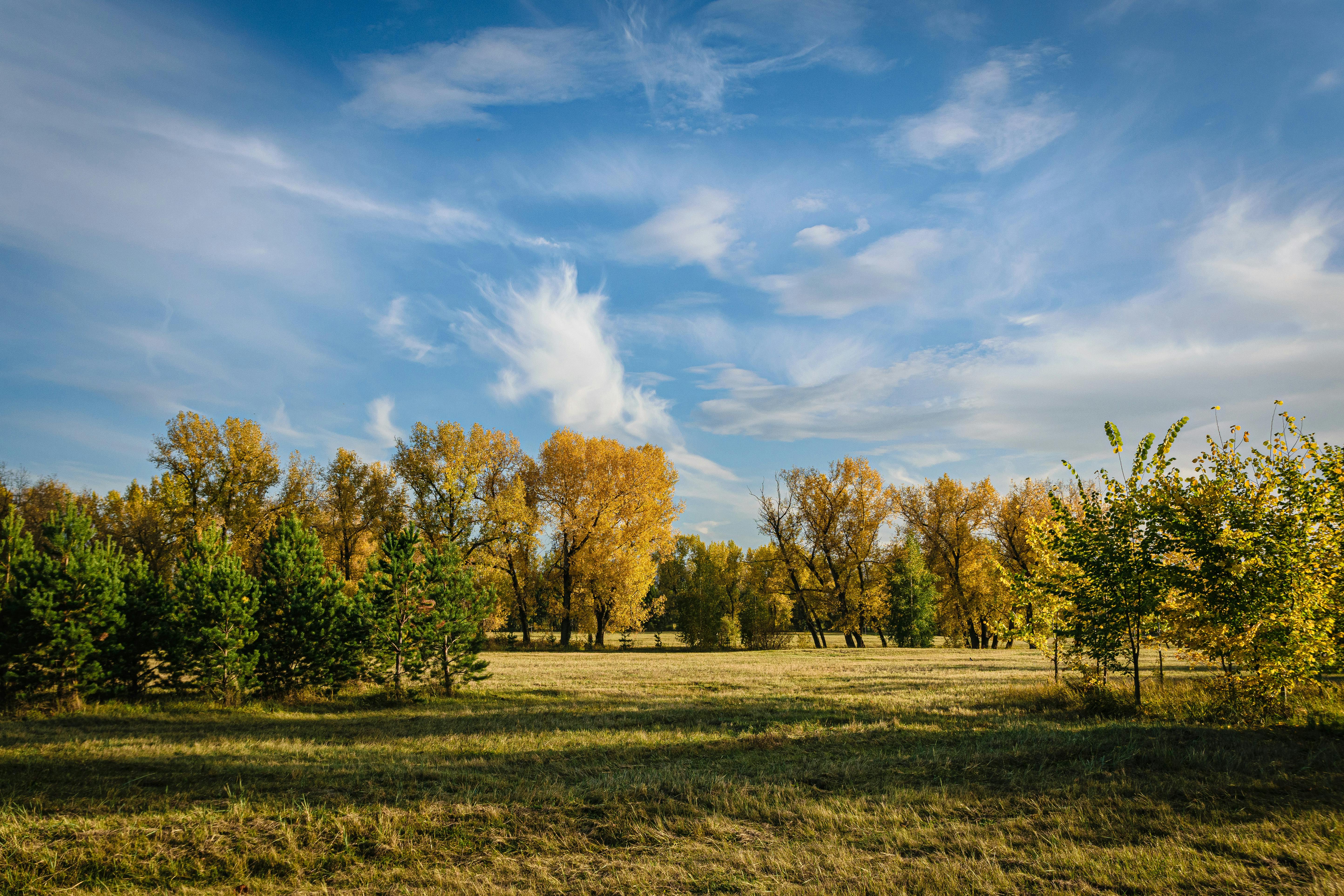 Meadow and Trees in Autumn · Free Stock Photo