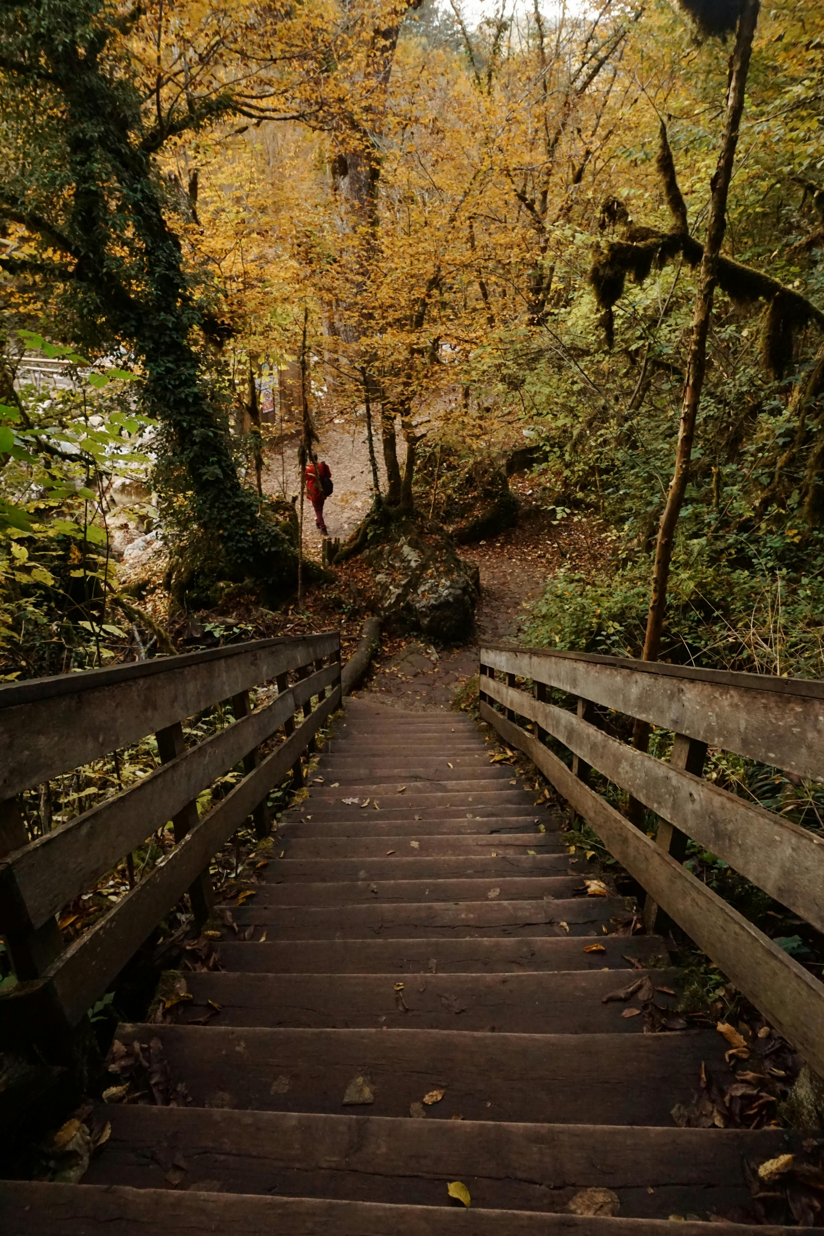 The Forest 50000 Steps Photos, Download The BEST Free The Forest 50000 ...