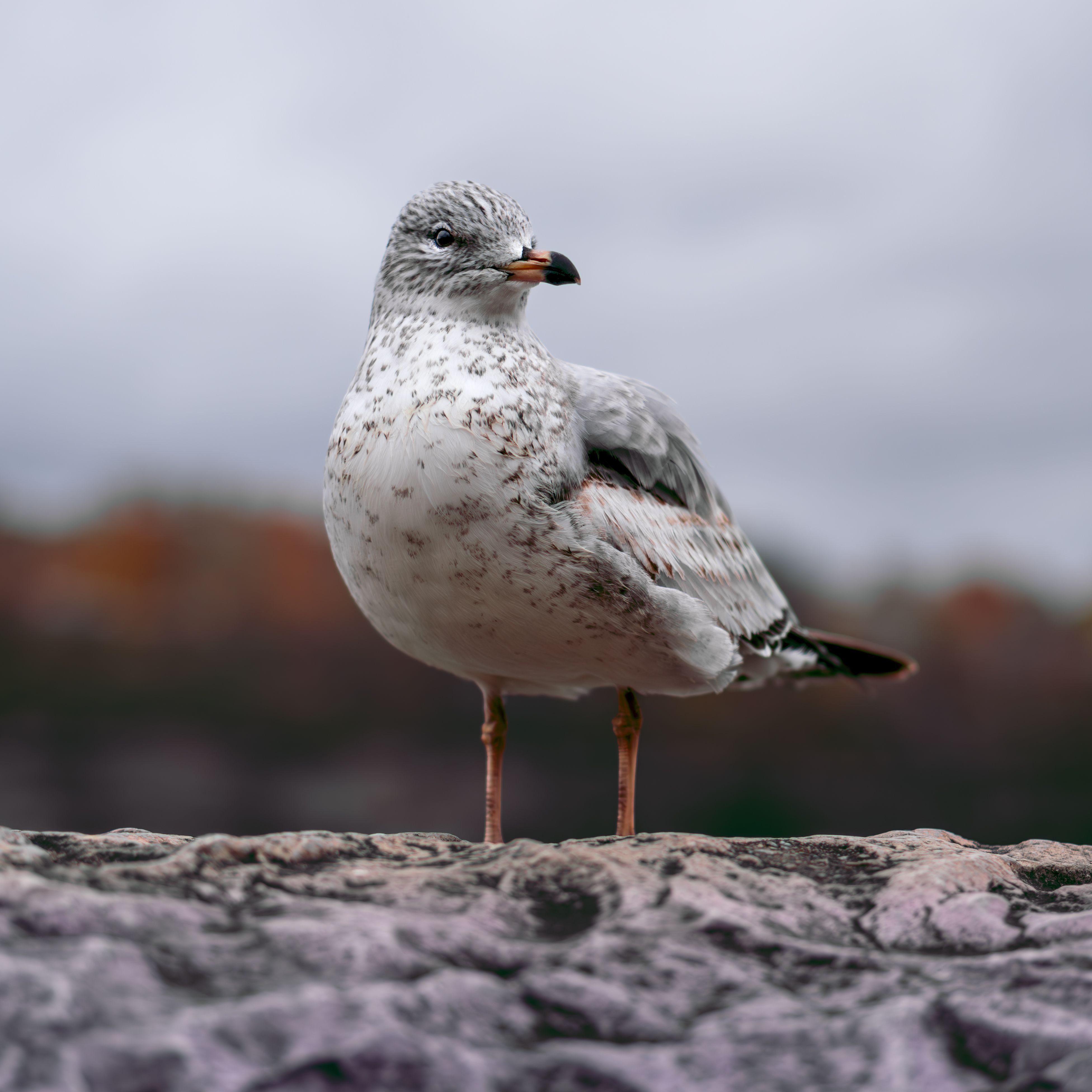 Talon Finch Photos, Download The BEST Free Talon Finch Stock Photos ...