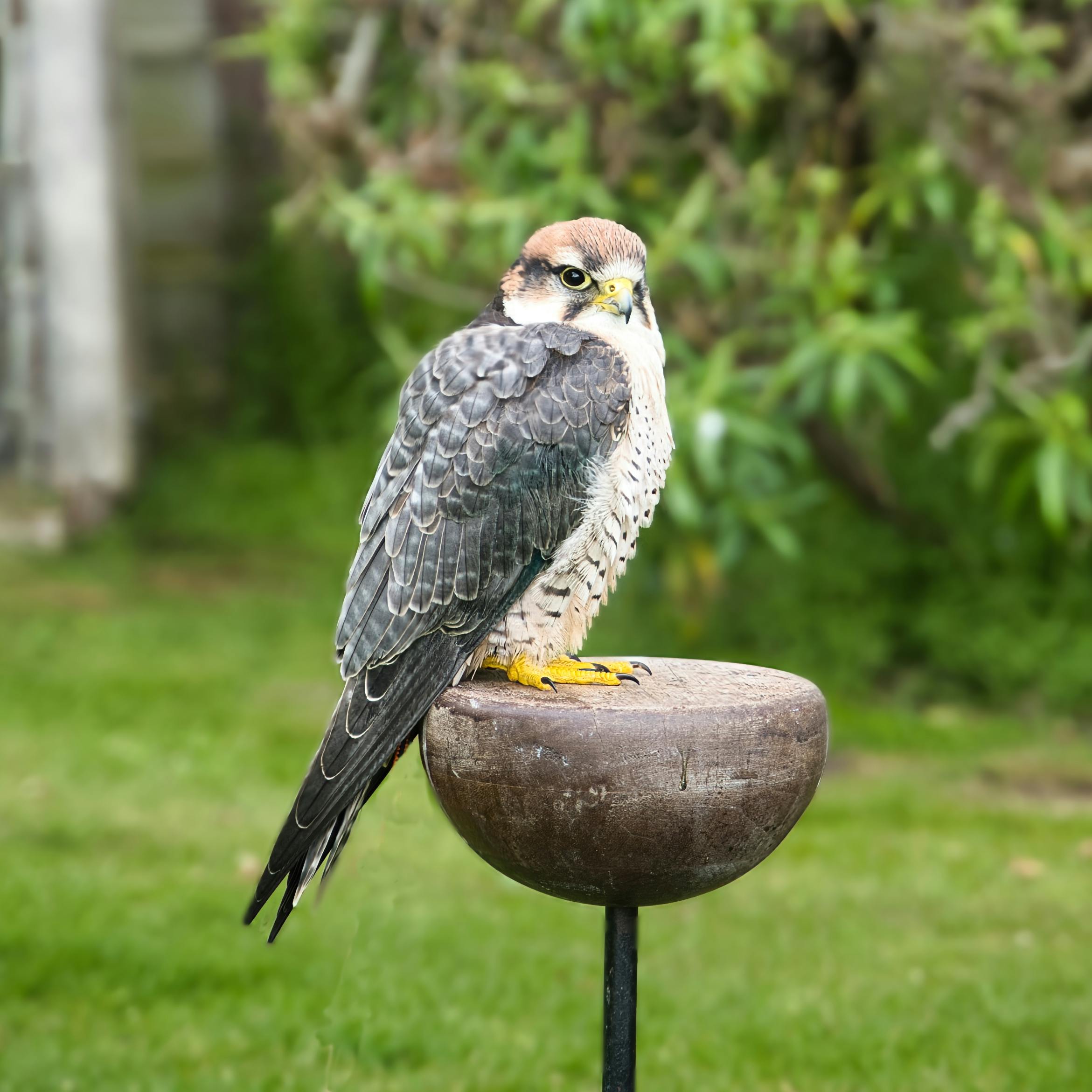 Lanner Falcon in Garden · Free Stock Photo