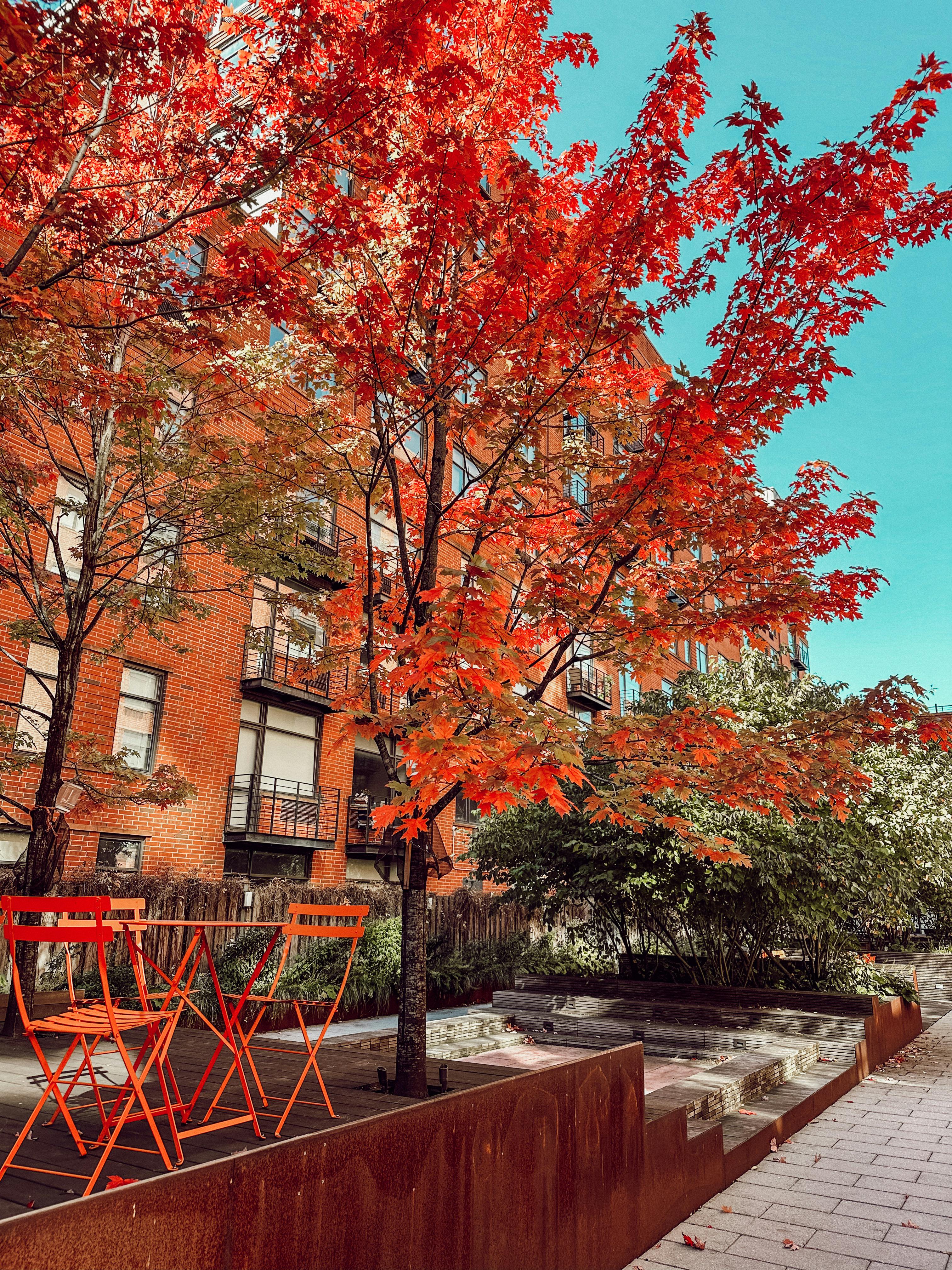 Colorful Trees in Brooklyn · Free Stock Photo