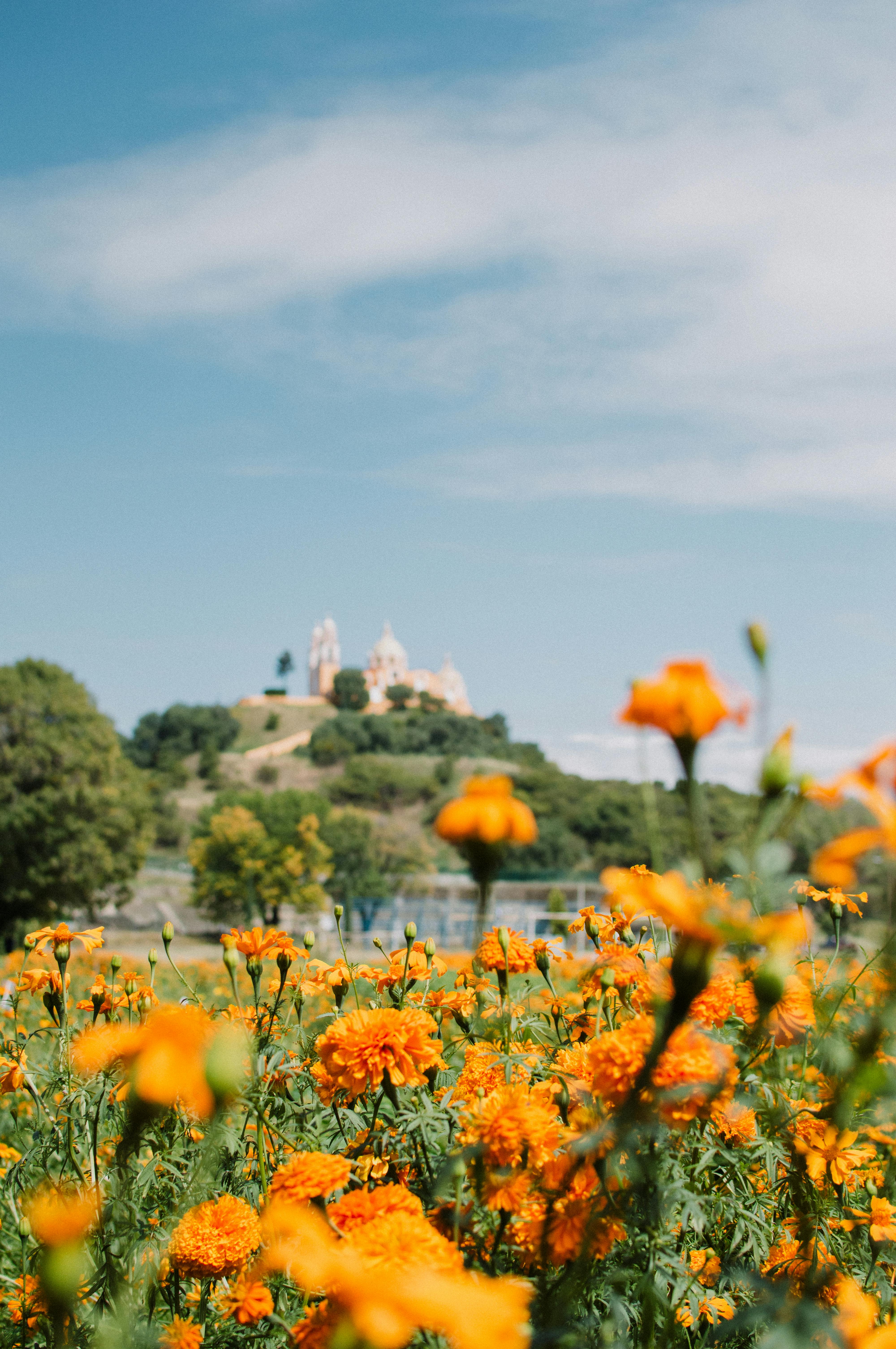 Susan Flores - Fotografía