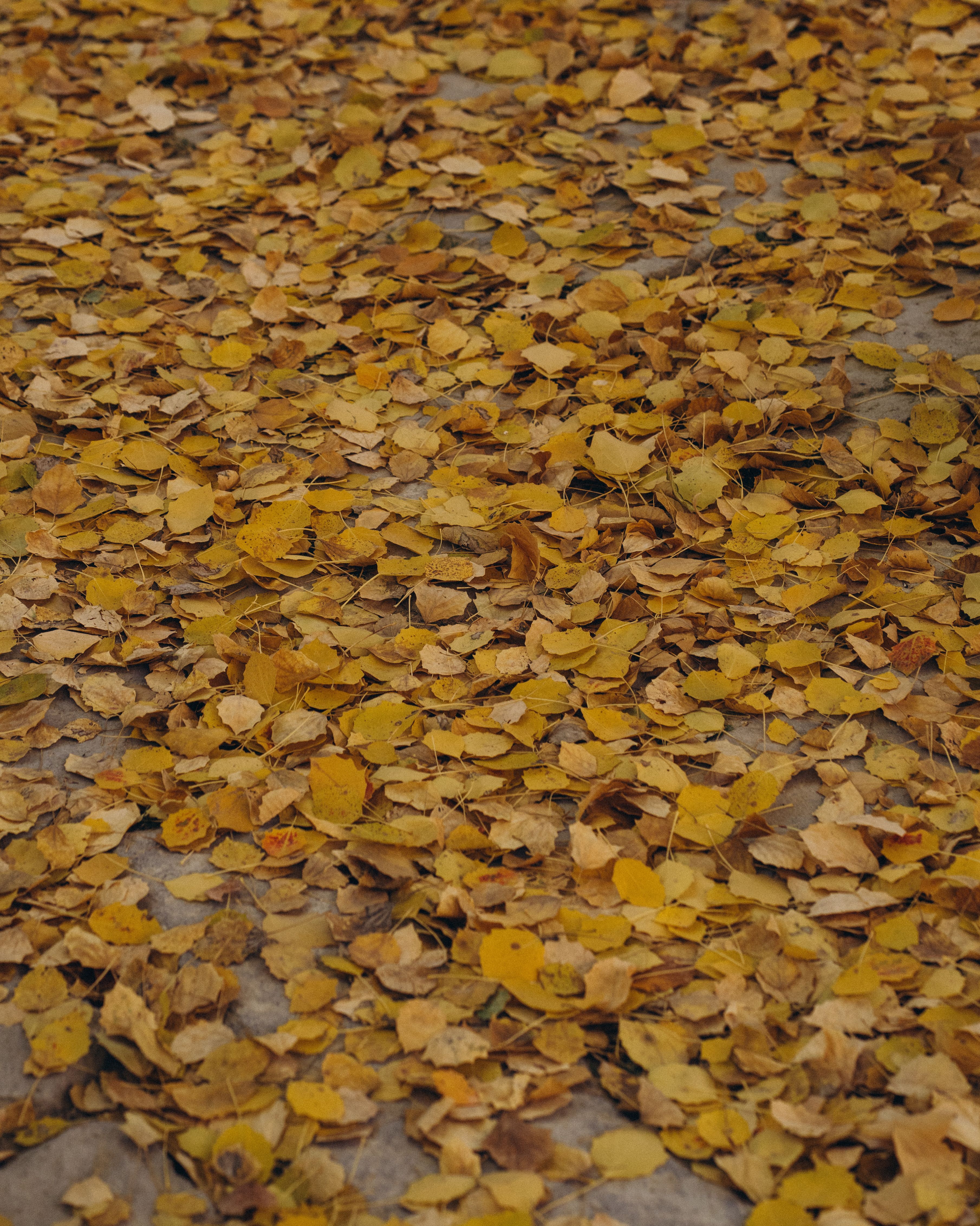 Golden Leaves on the Ground · Free Stock Photo