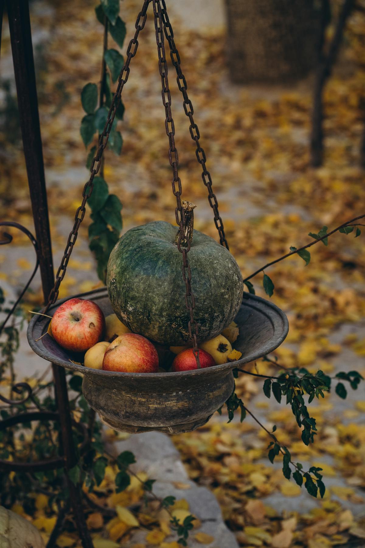 Autumn Pumpkin Forest Photos, Download The BEST Free Autumn Pumpkin ...