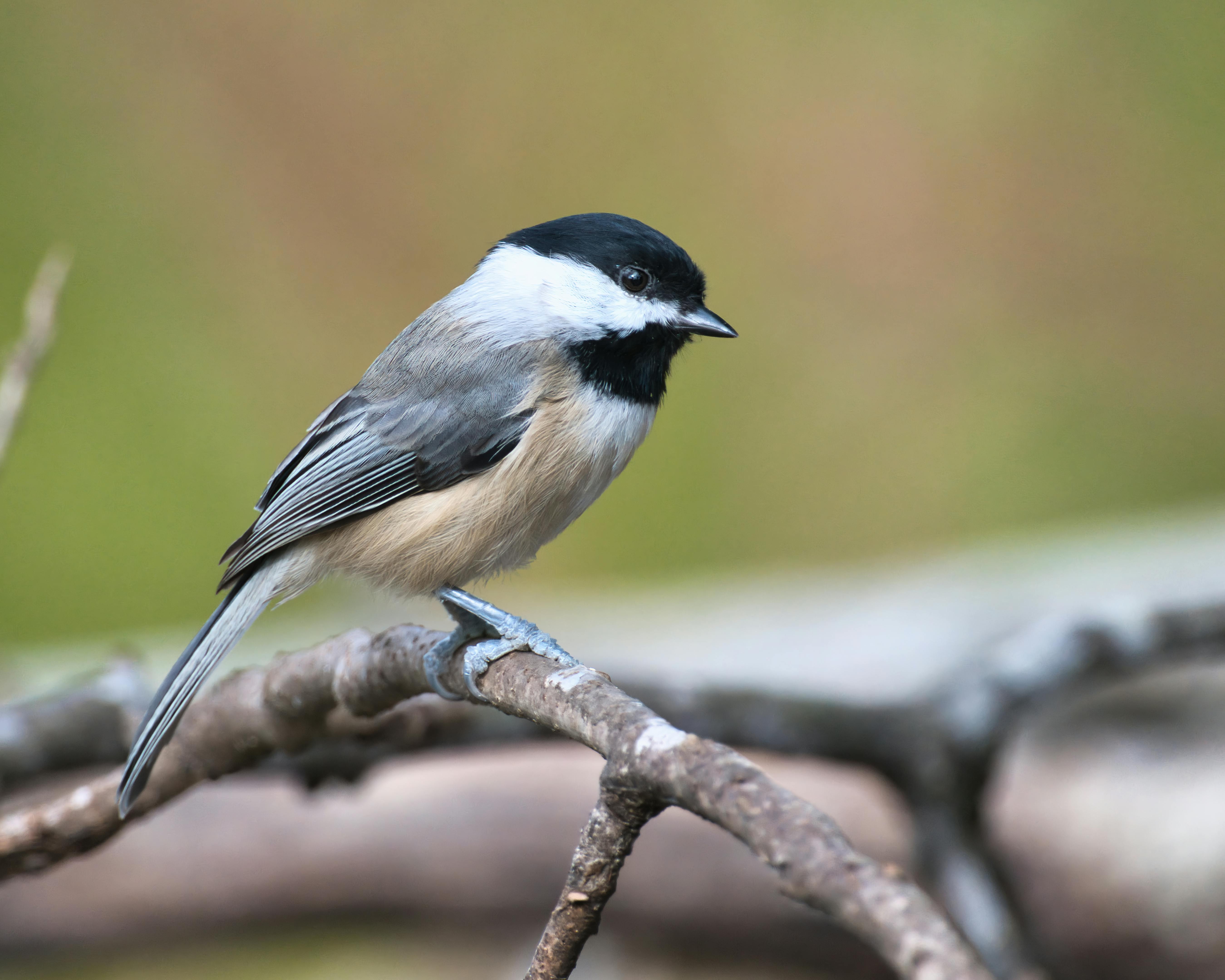 Black-Capped Chickadee on Branch · Free Stock Photo
