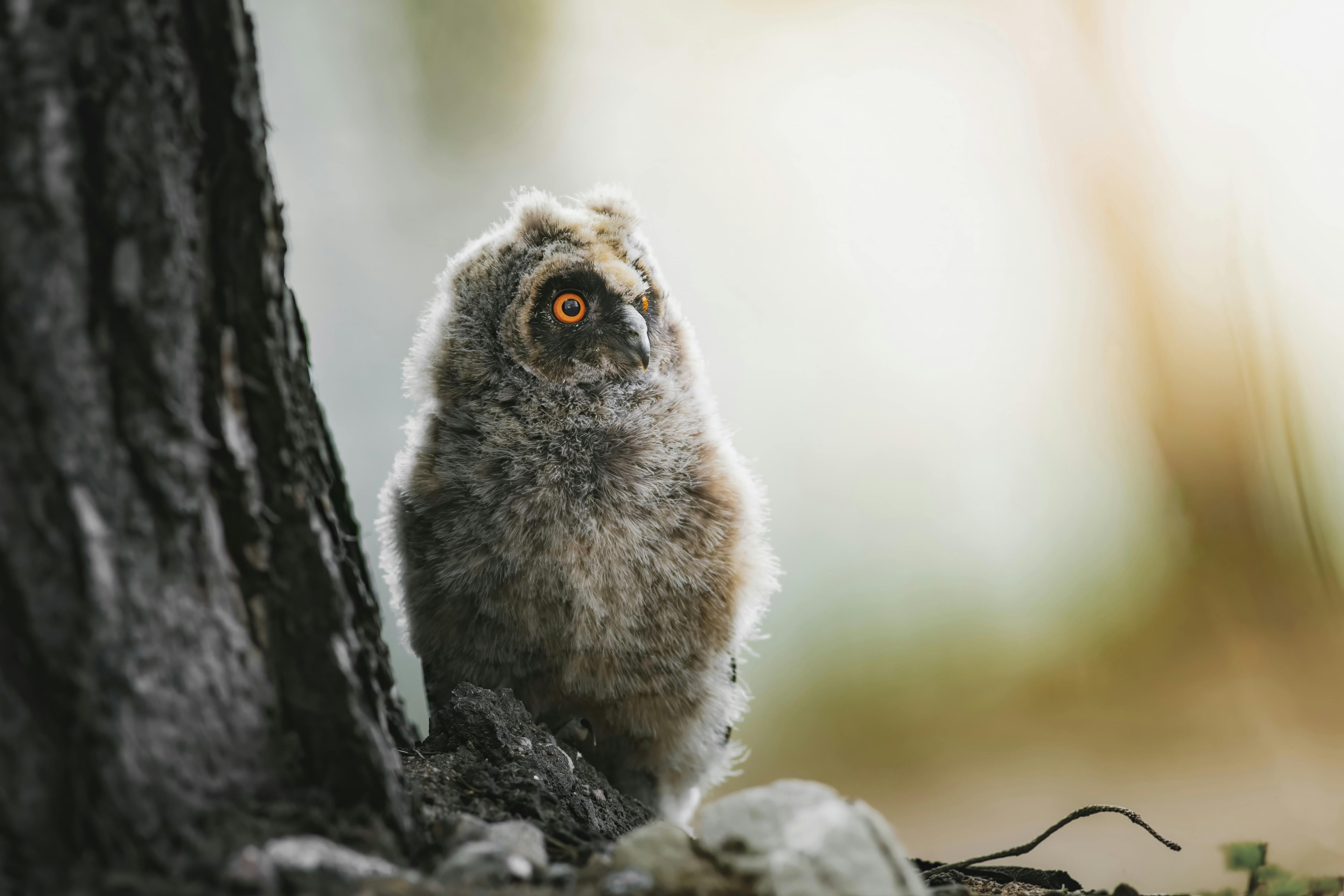 Owl in Nature · Free Stock Photo