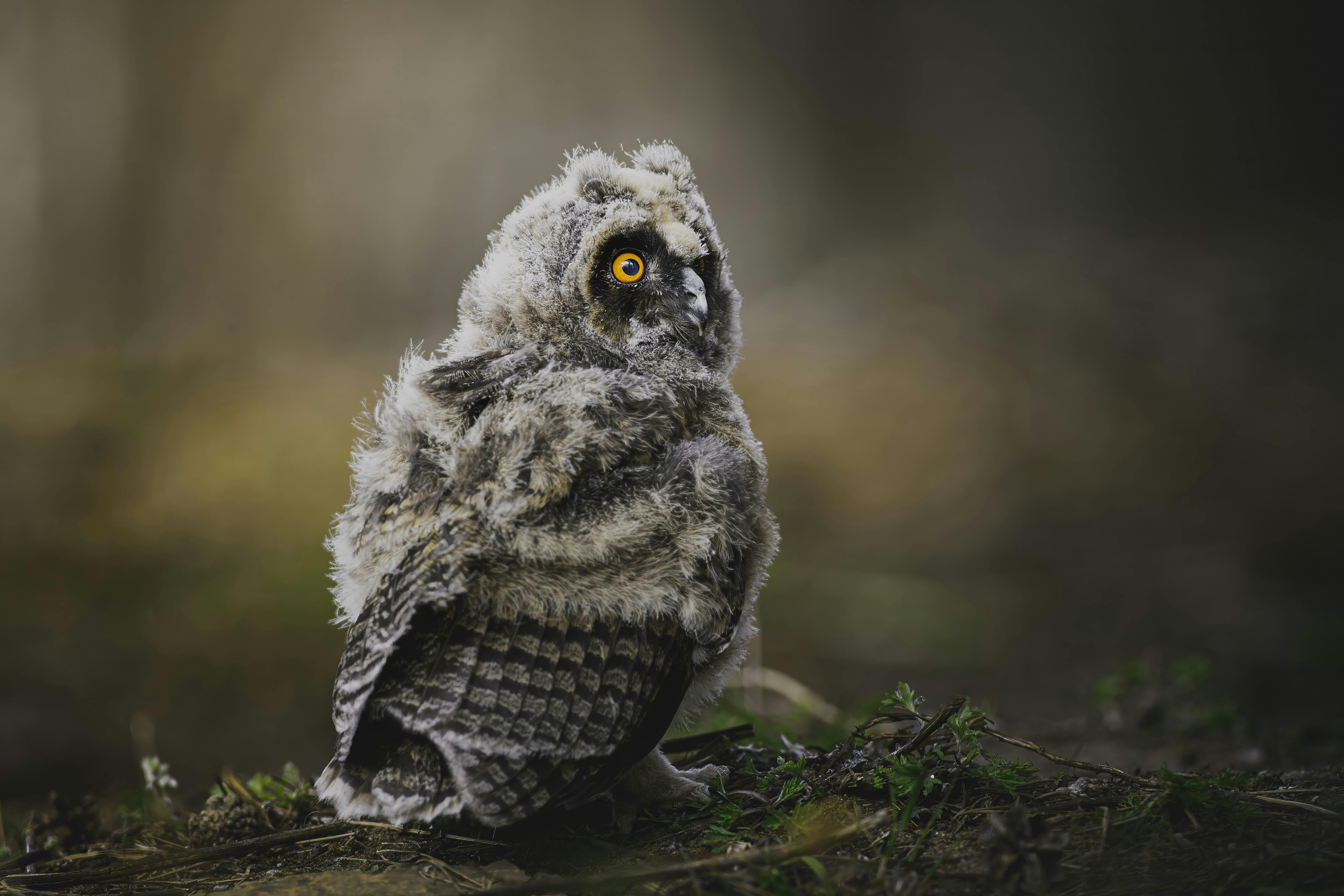 8k Owl Wallpaper Photos, Download The BEST Free 8k Owl Wallpaper Stock ...