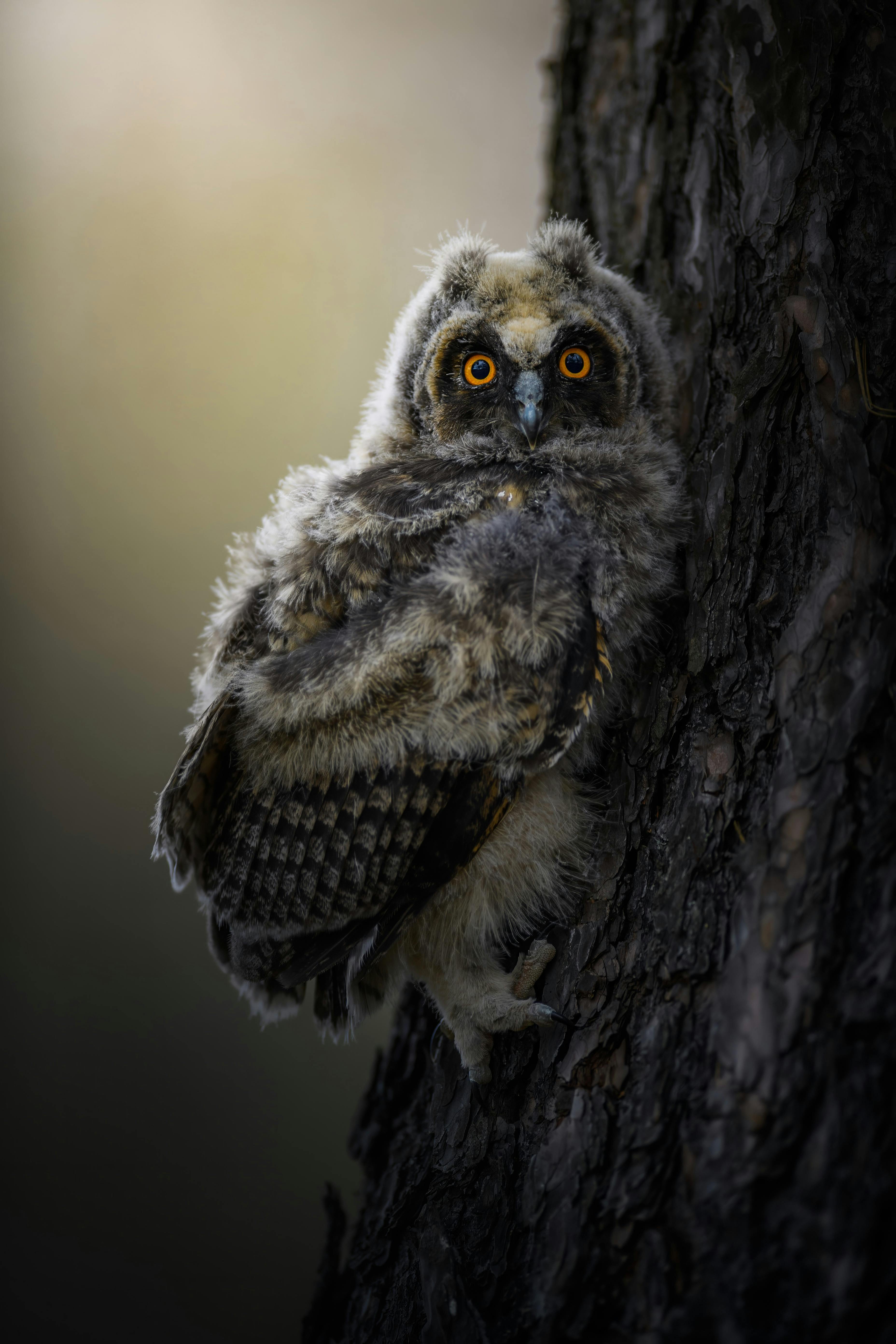 Brown Owl on Tree Branch · Free Stock Photo