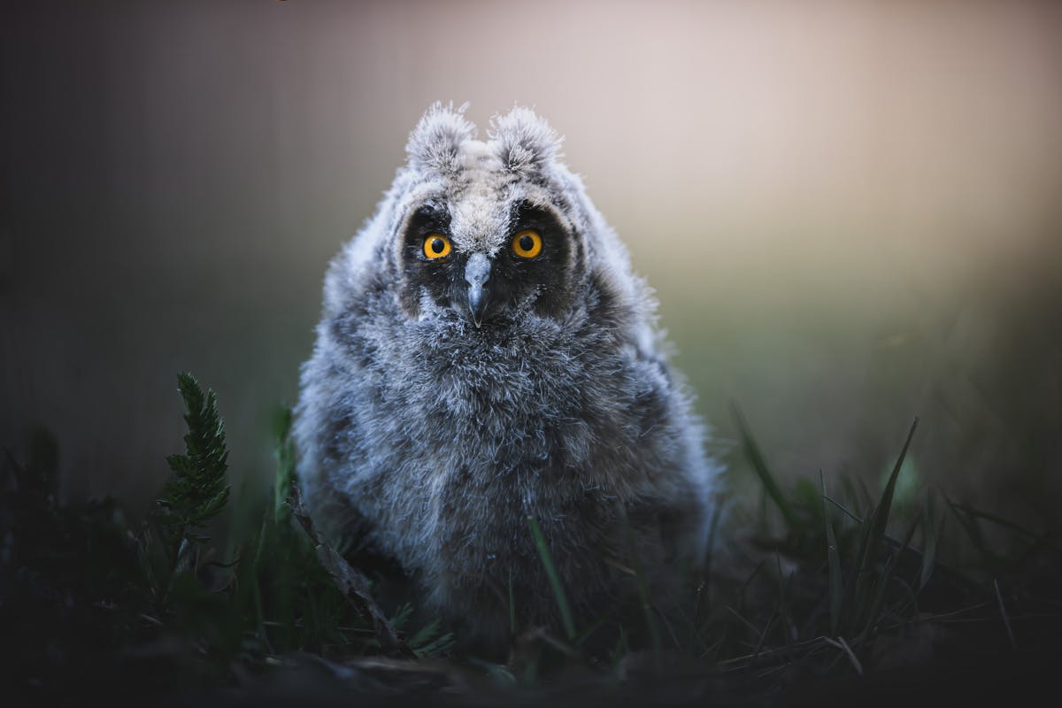 8k Owl Wallpaper Photos, Download The BEST Free 8k Owl Wallpaper Stock ...