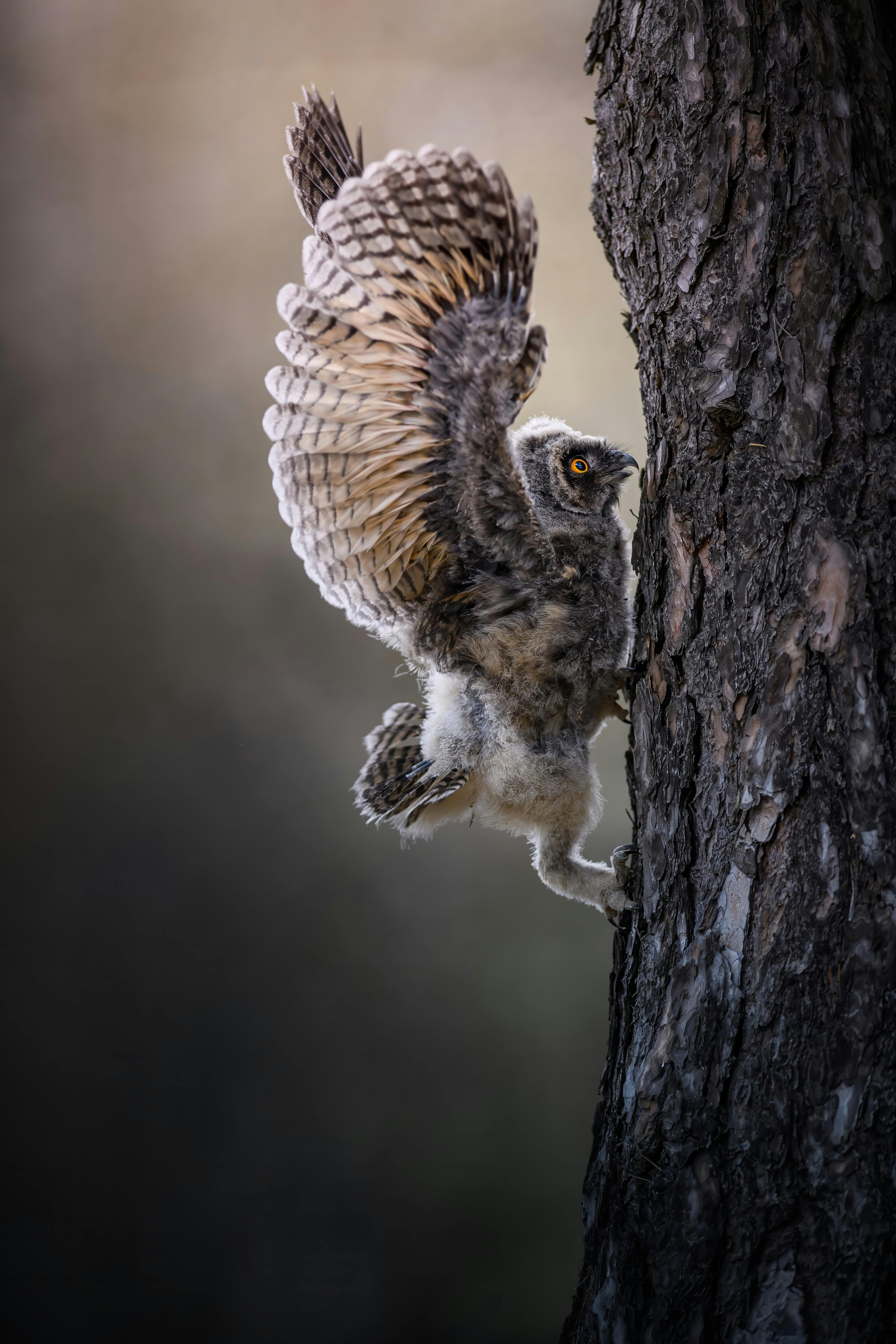 Owl Claws Photos, Download The BEST Free Owl Claws Stock Photos & HD Images