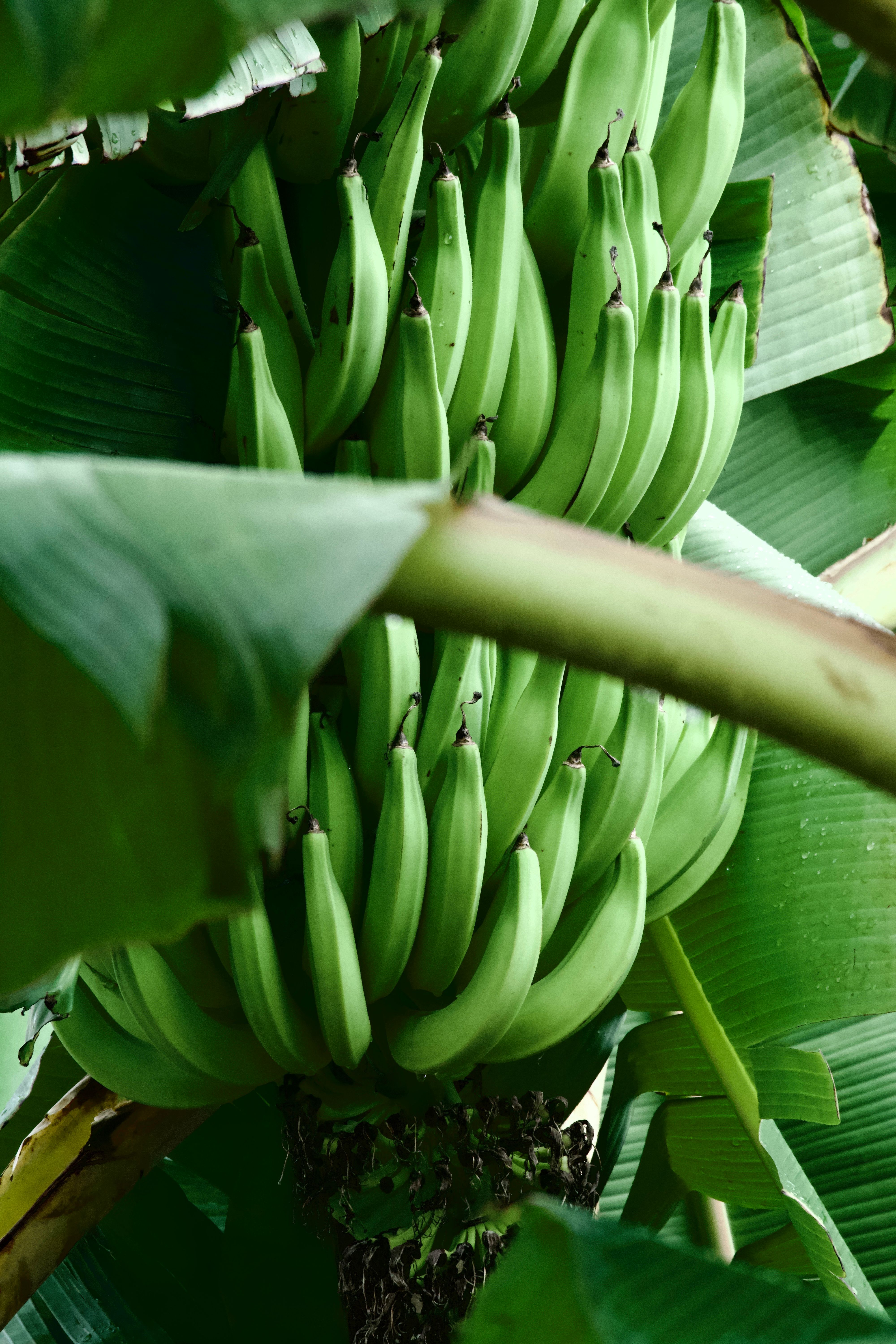 Green Banana Fruit · Free Stock Photo