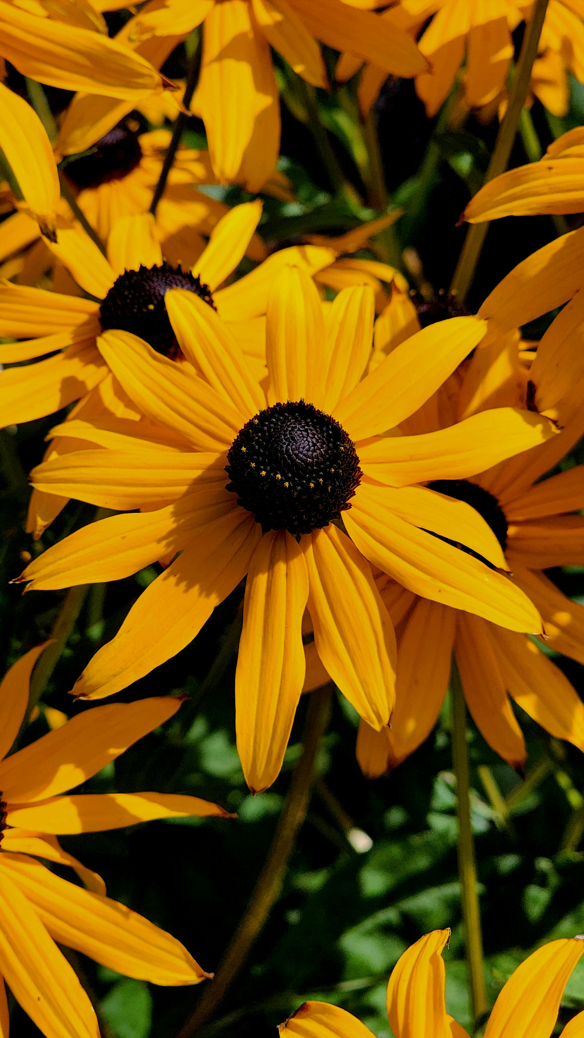 Astatic Flower W Backgroun Photos, Download The BEST Free Astatic ...