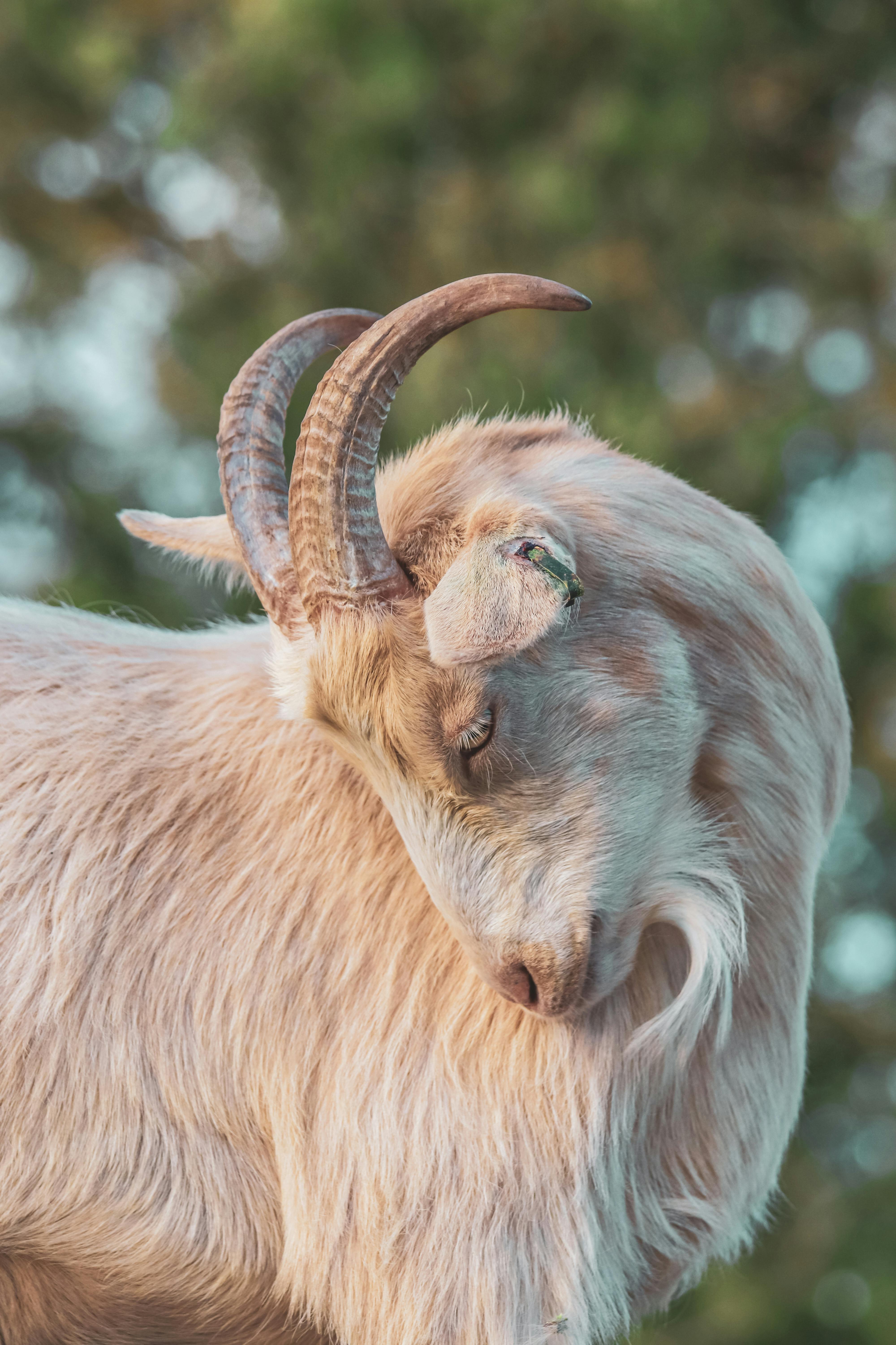Goat with Horns · Free Stock Photo