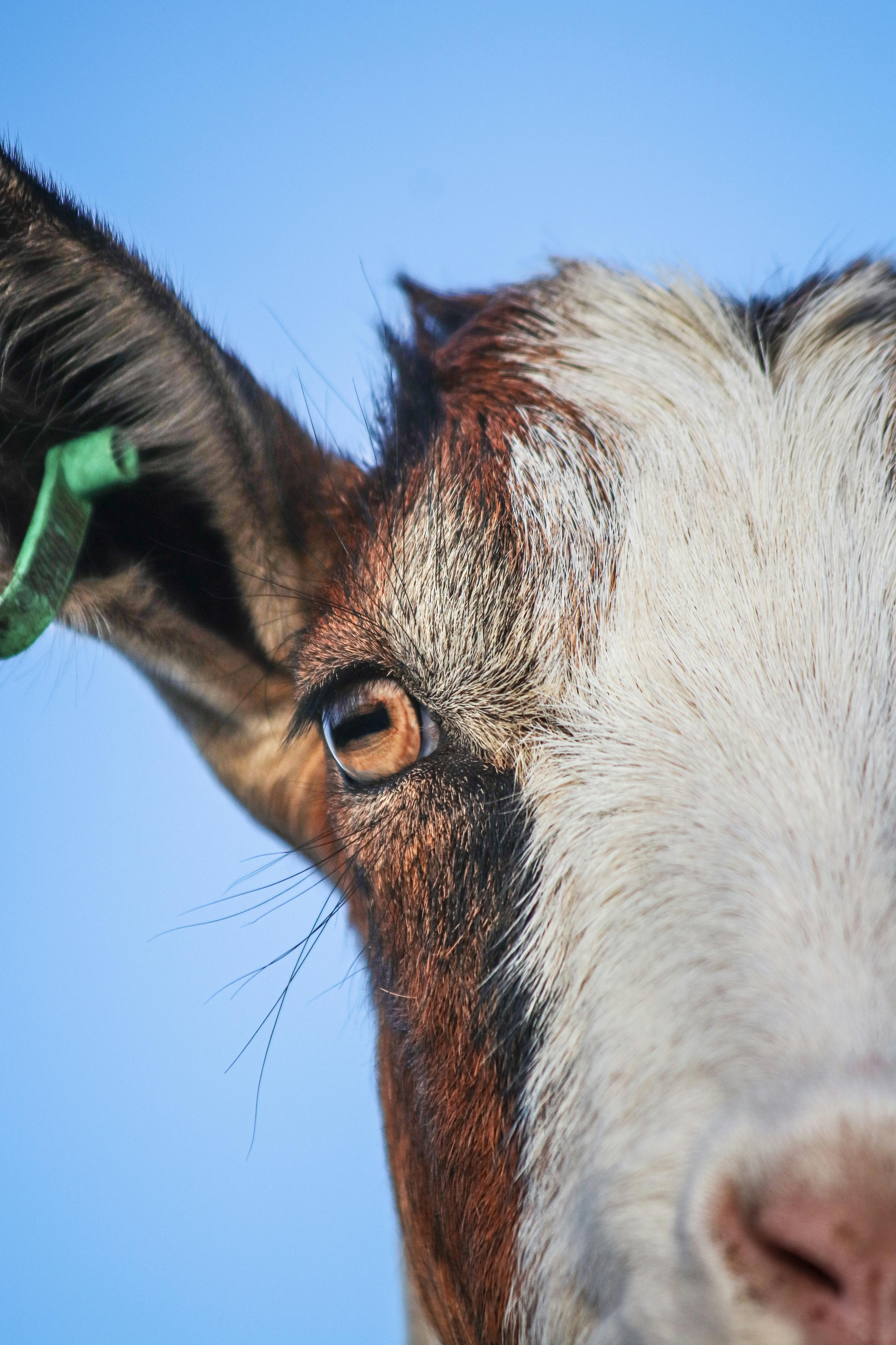 A close up of a goat's ear with a green tag · Free Stock Photo