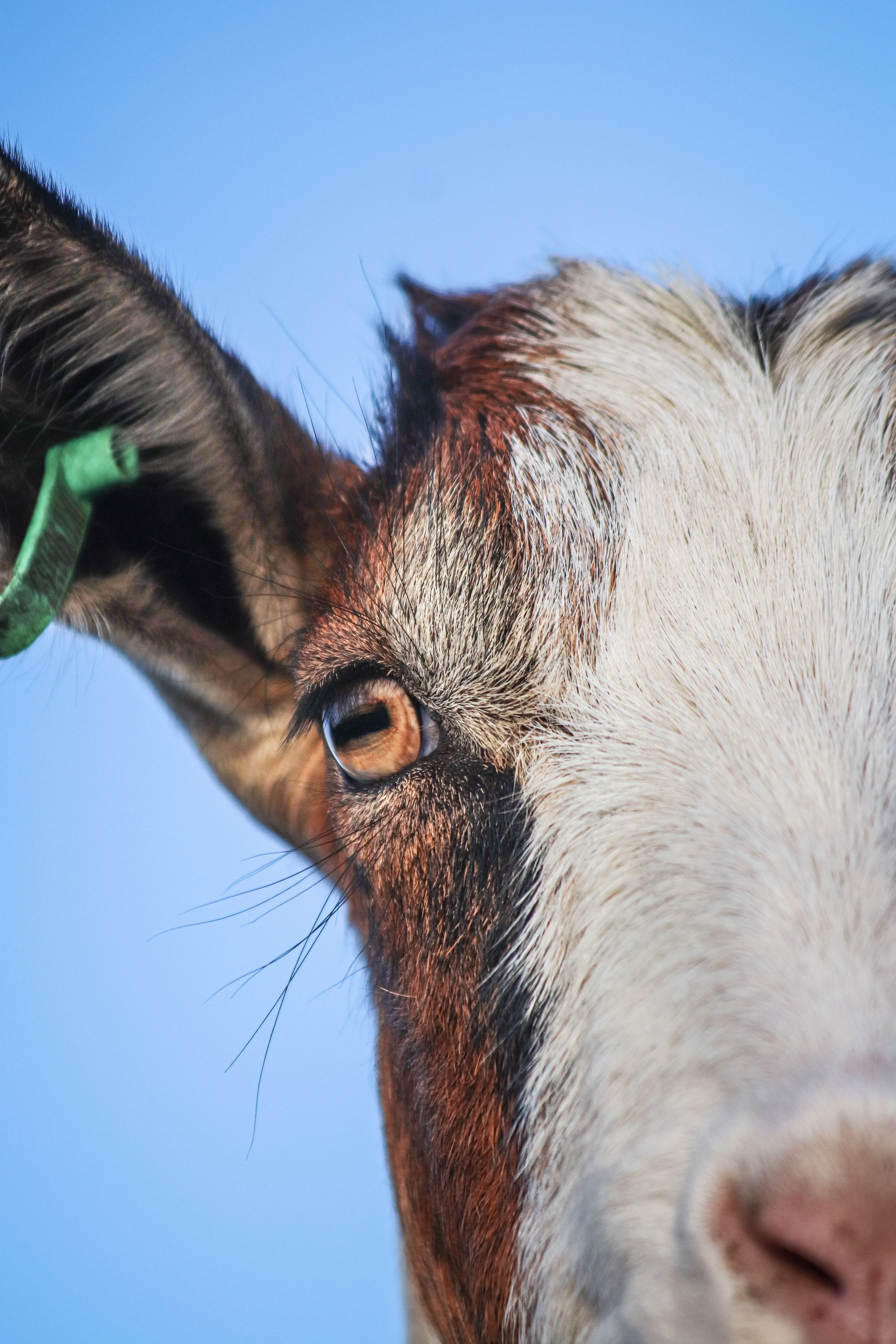 A close up of a goat's ear with a green tag · Free Stock Photo