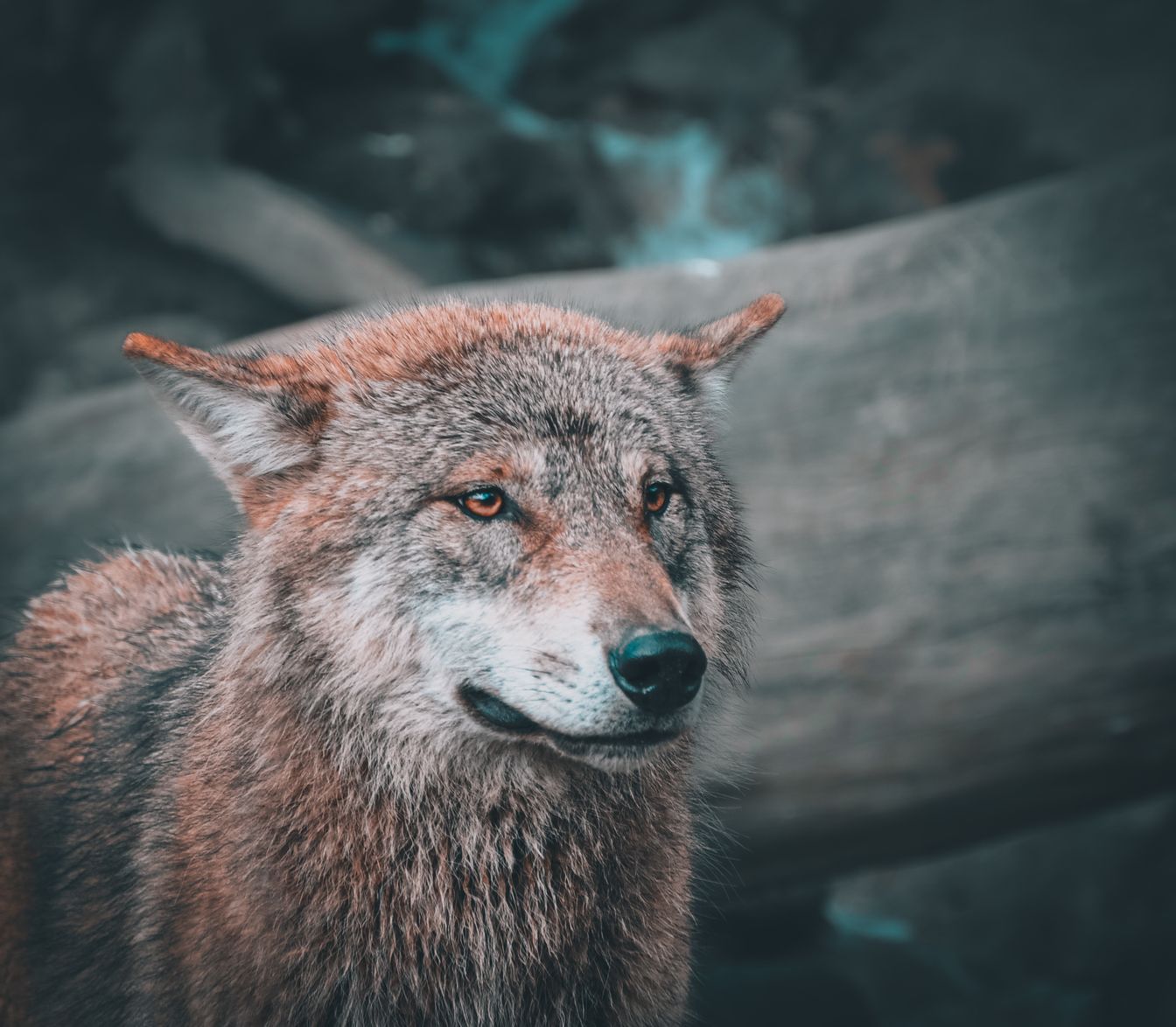 Canadian Timber Wolf: A Guide to Its Wild Life and Habitat