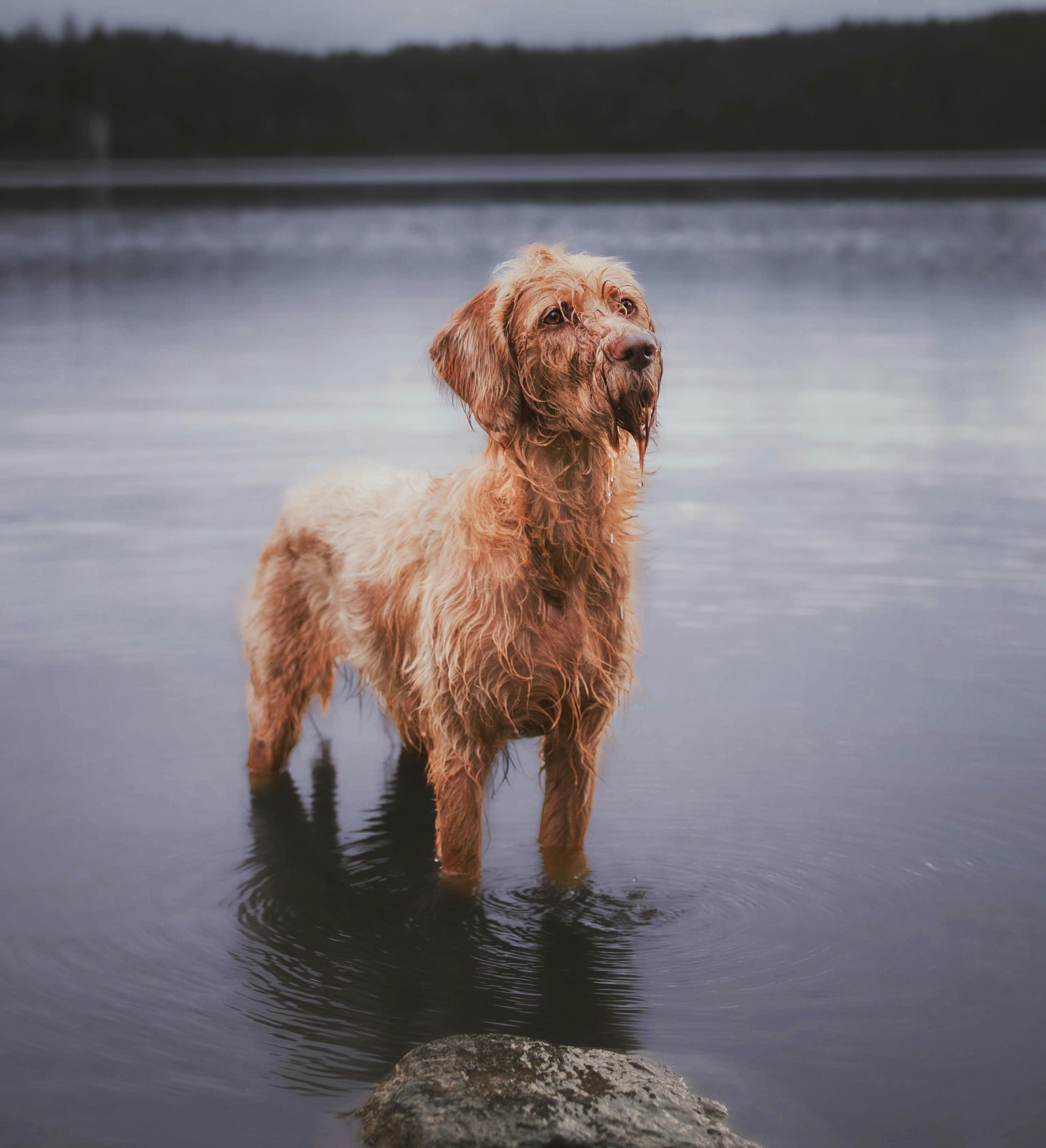 Ginger Square Photos, Download The BEST Free Ginger Square Stock Photos ...