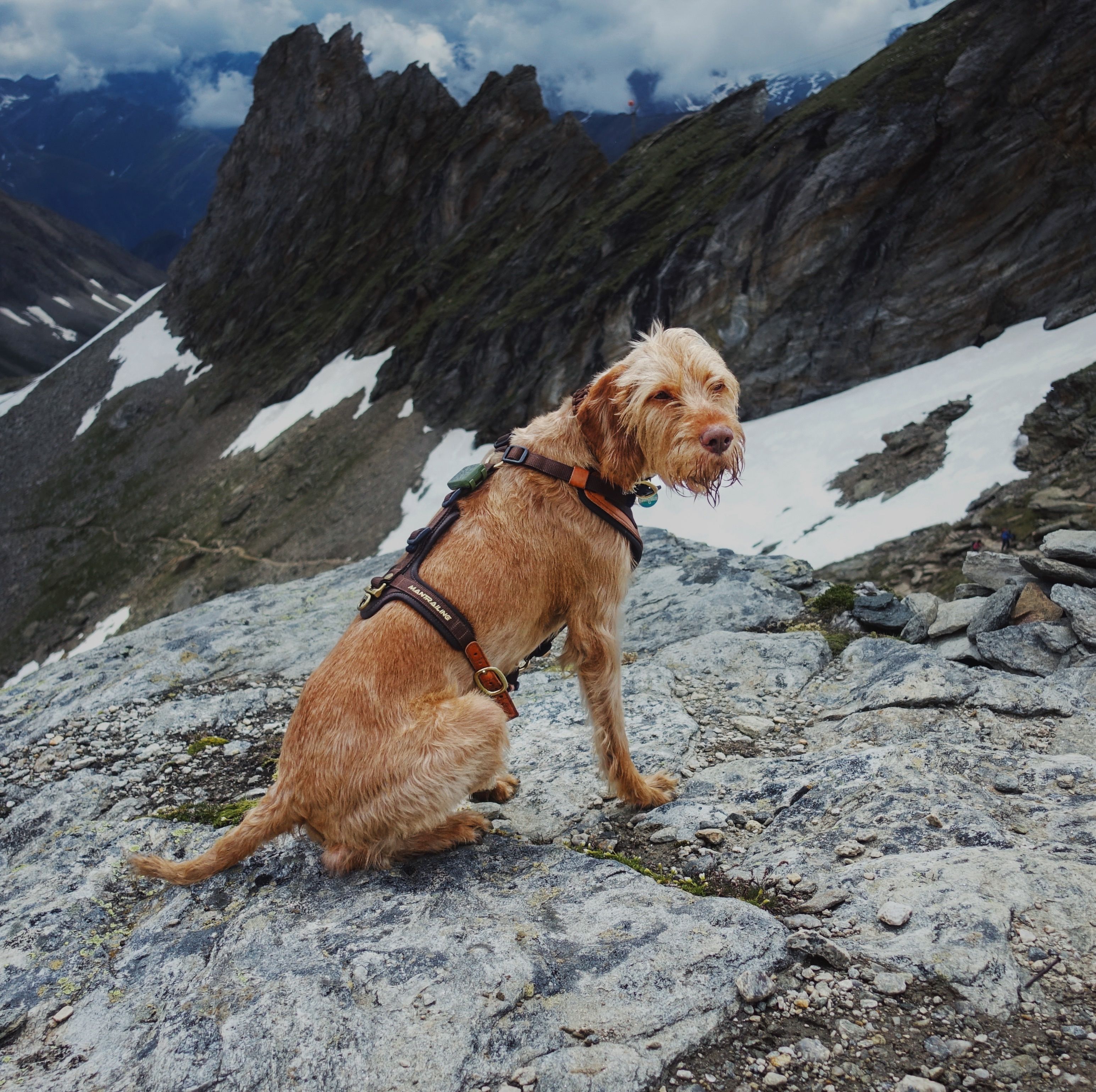 Ginger Dog Sitting on Rock in Mountains · Free Stock Photo