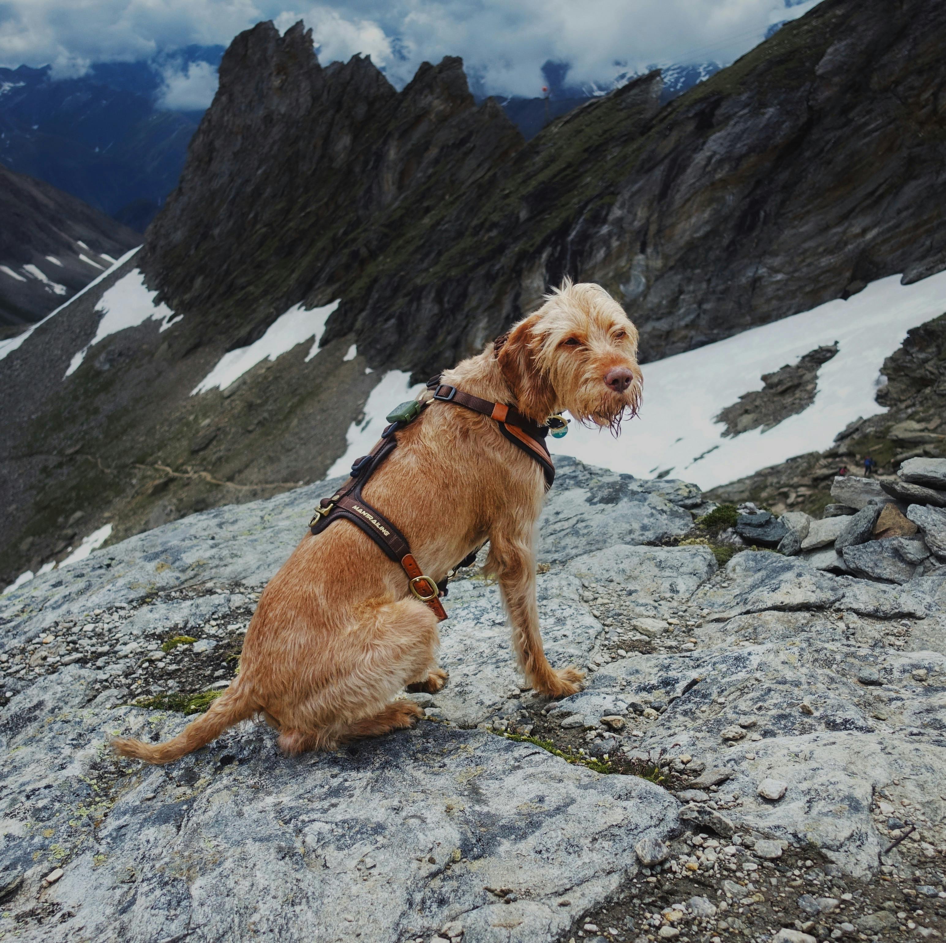 Dog in Mountains · Free Stock Photo