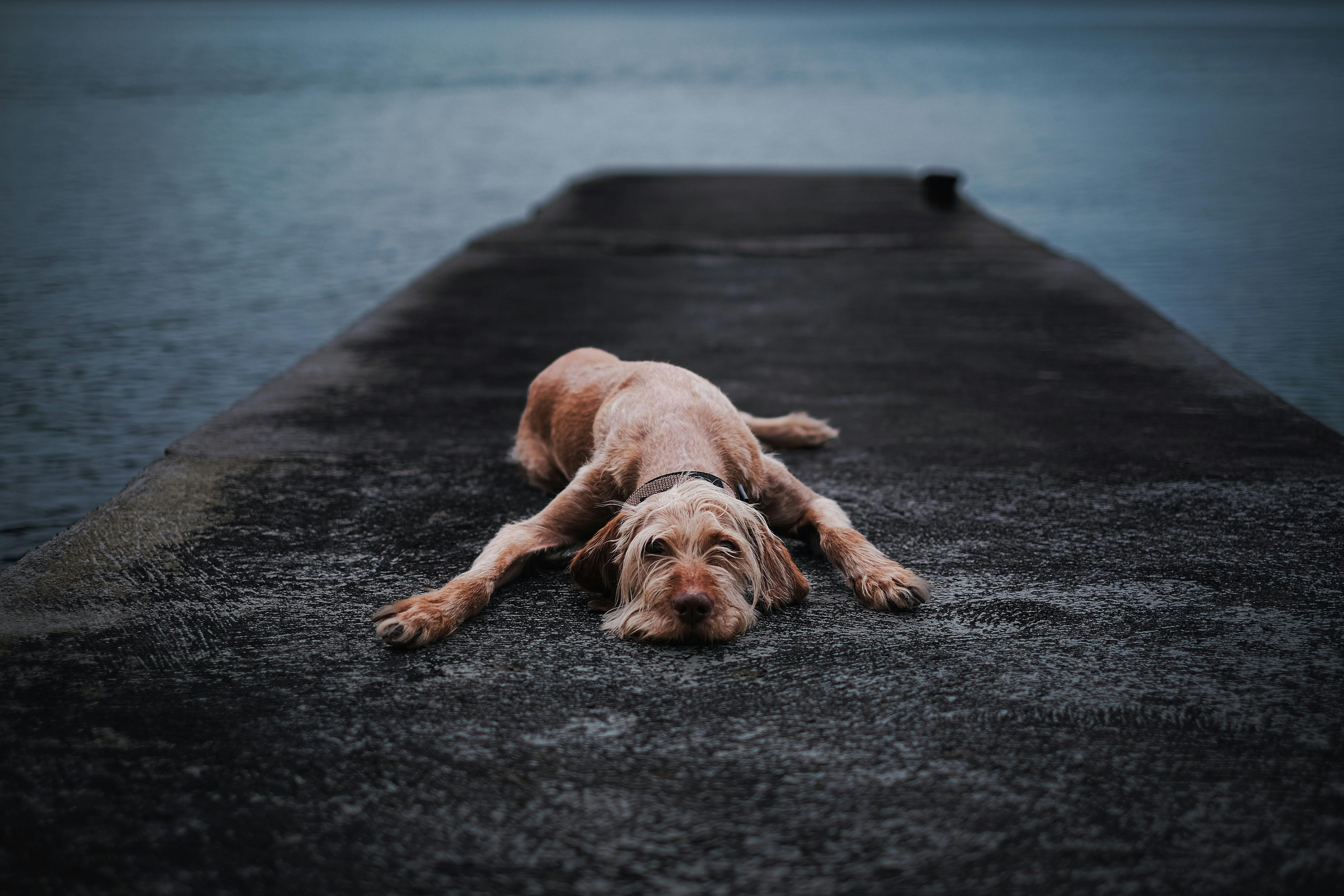 Dogs Lying Down on Floor Together · Free Stock Photo