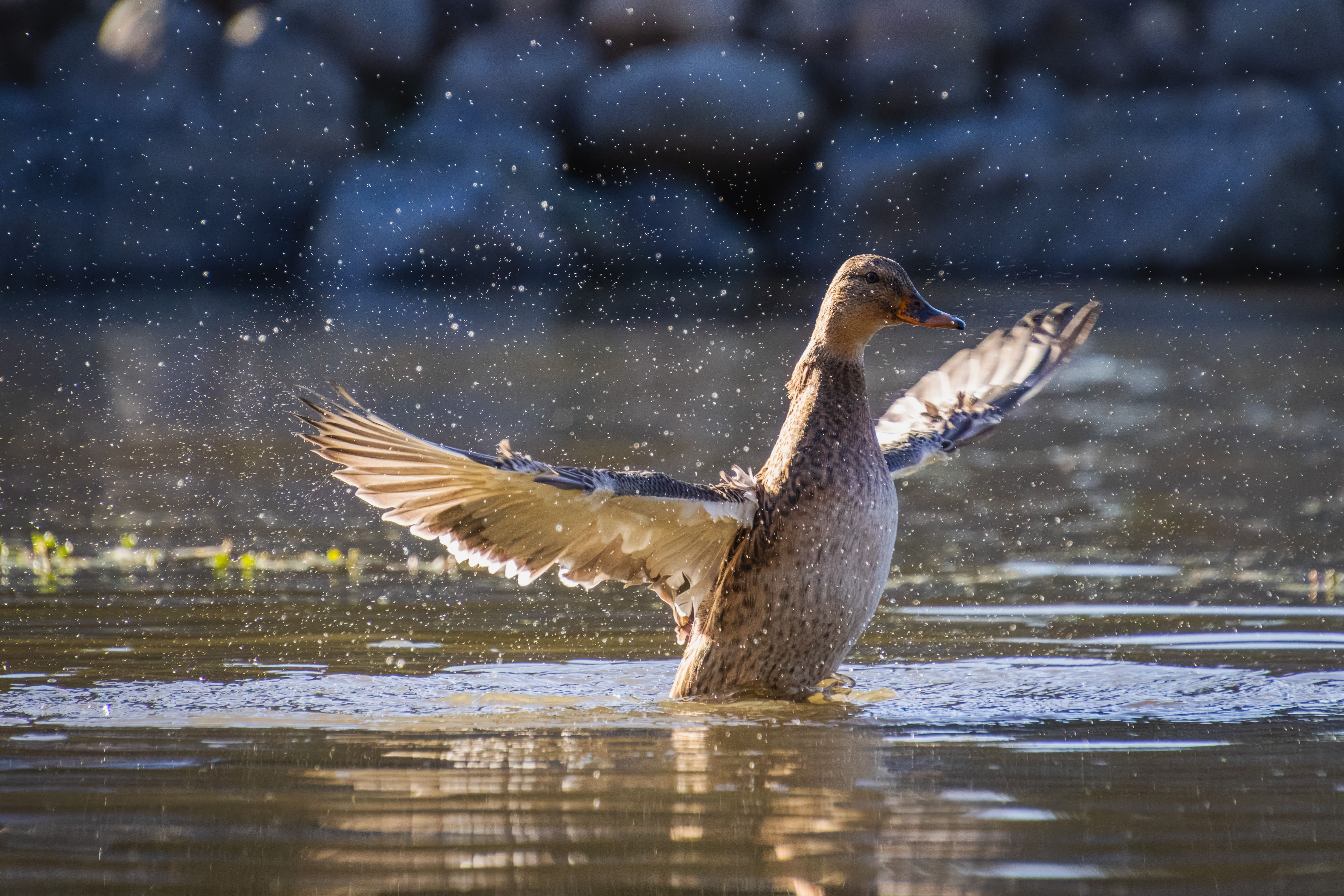 A duck flaps its wings in the water · Free Stock Photo