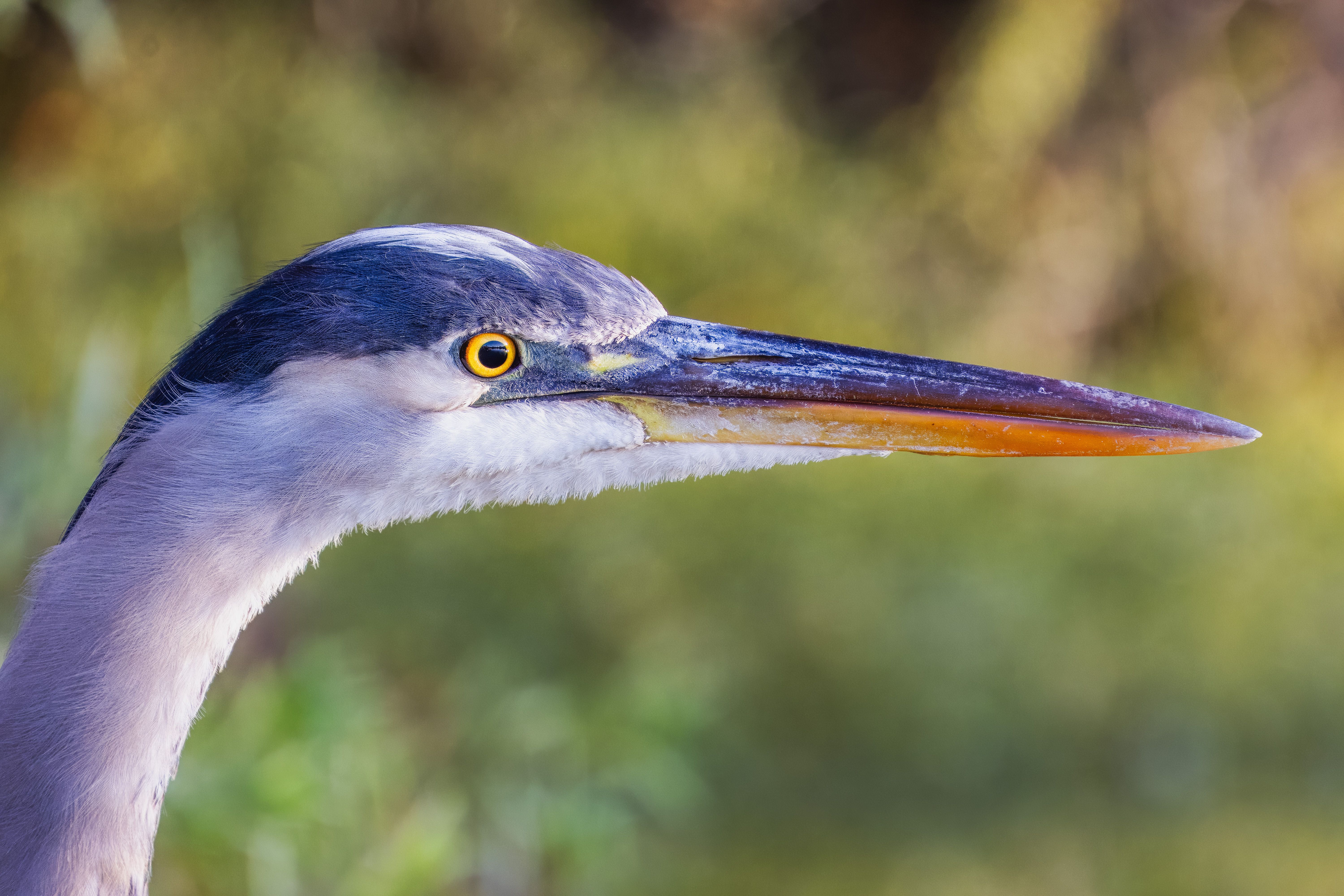 A close up of a bird's head with a long beak · Free Stock Photo