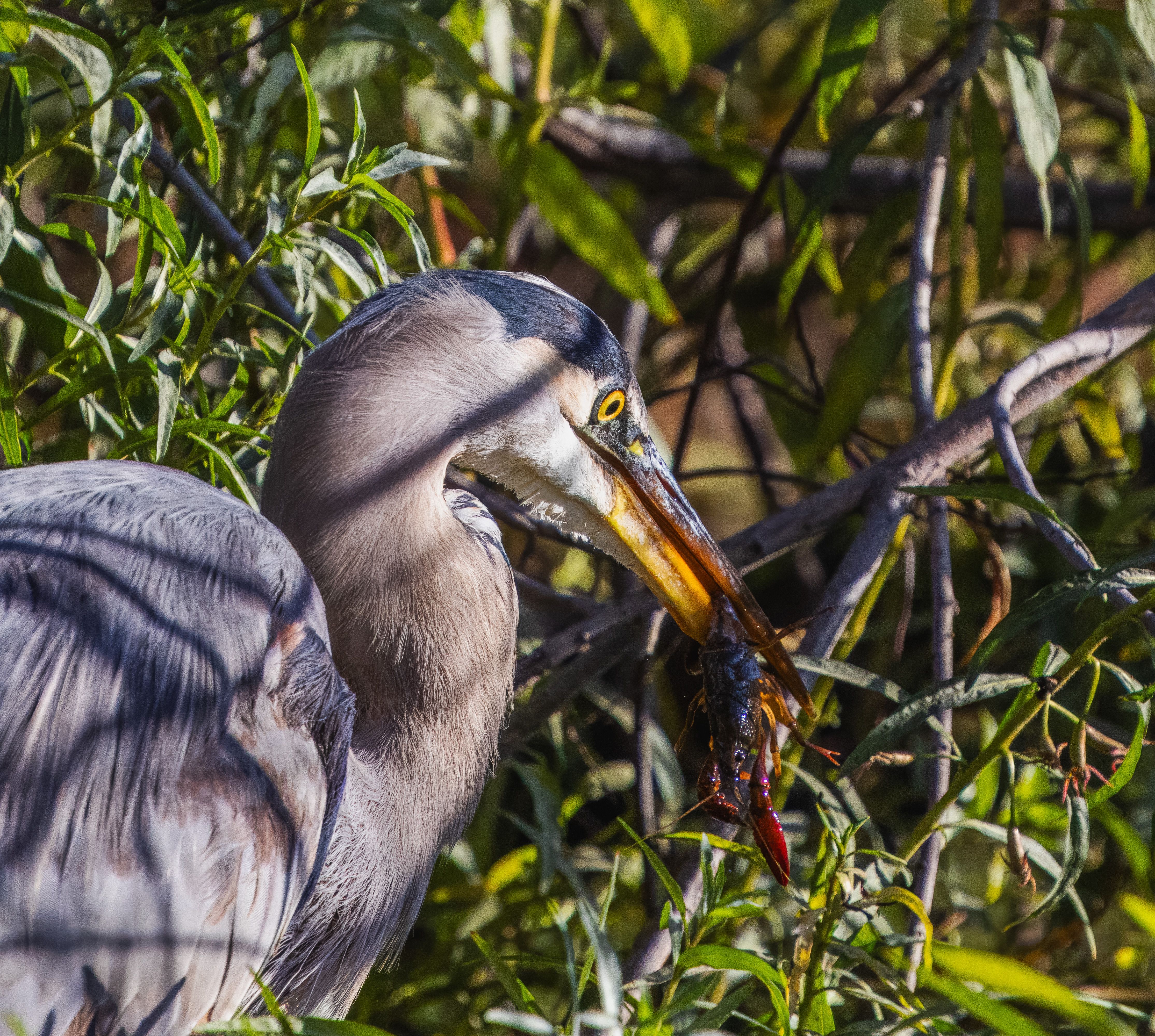 Blue And Gray Feathers Photos, Download The BEST Free Blue And Gray ...