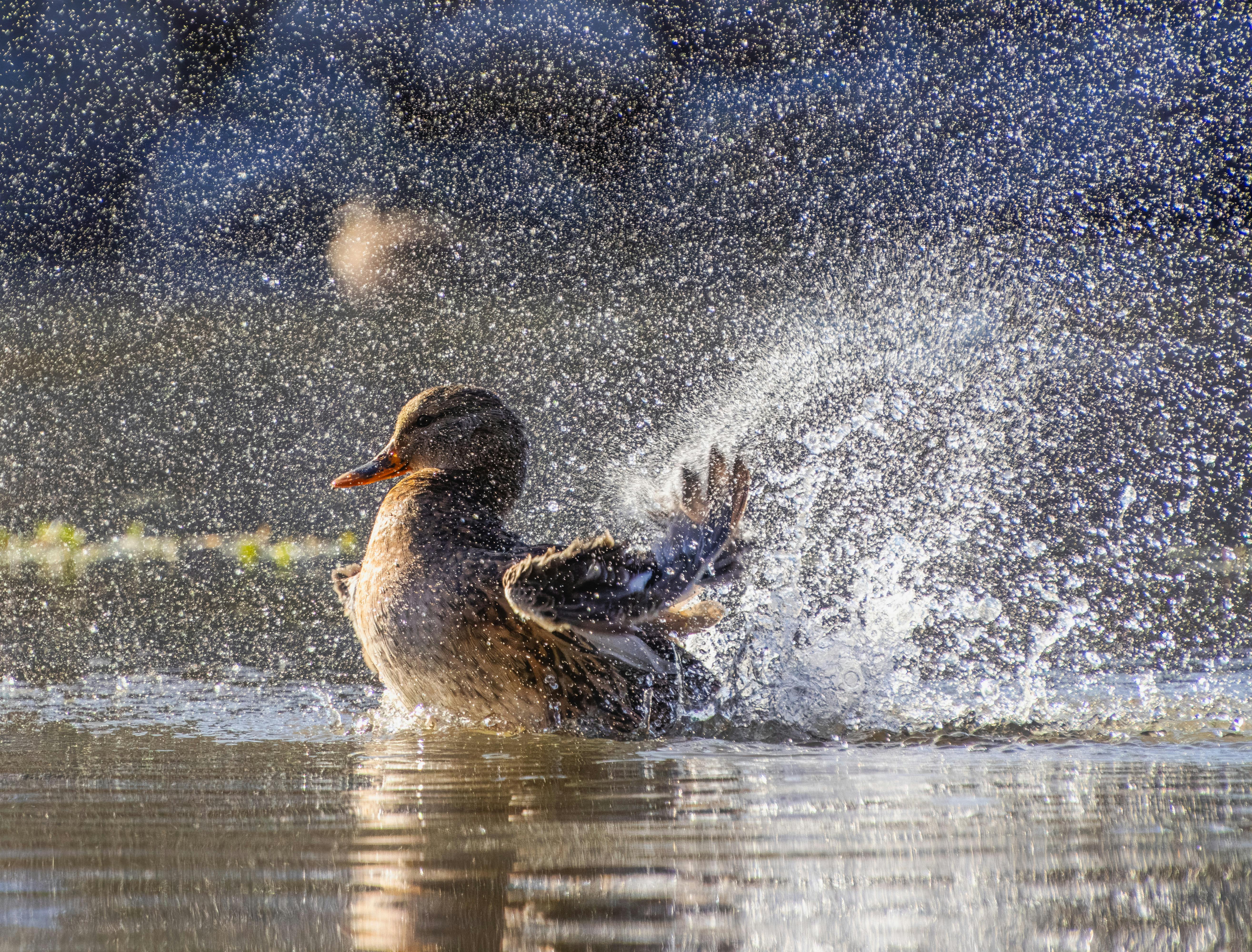 Close up of Duck Splashing Water · Free Stock Photo
