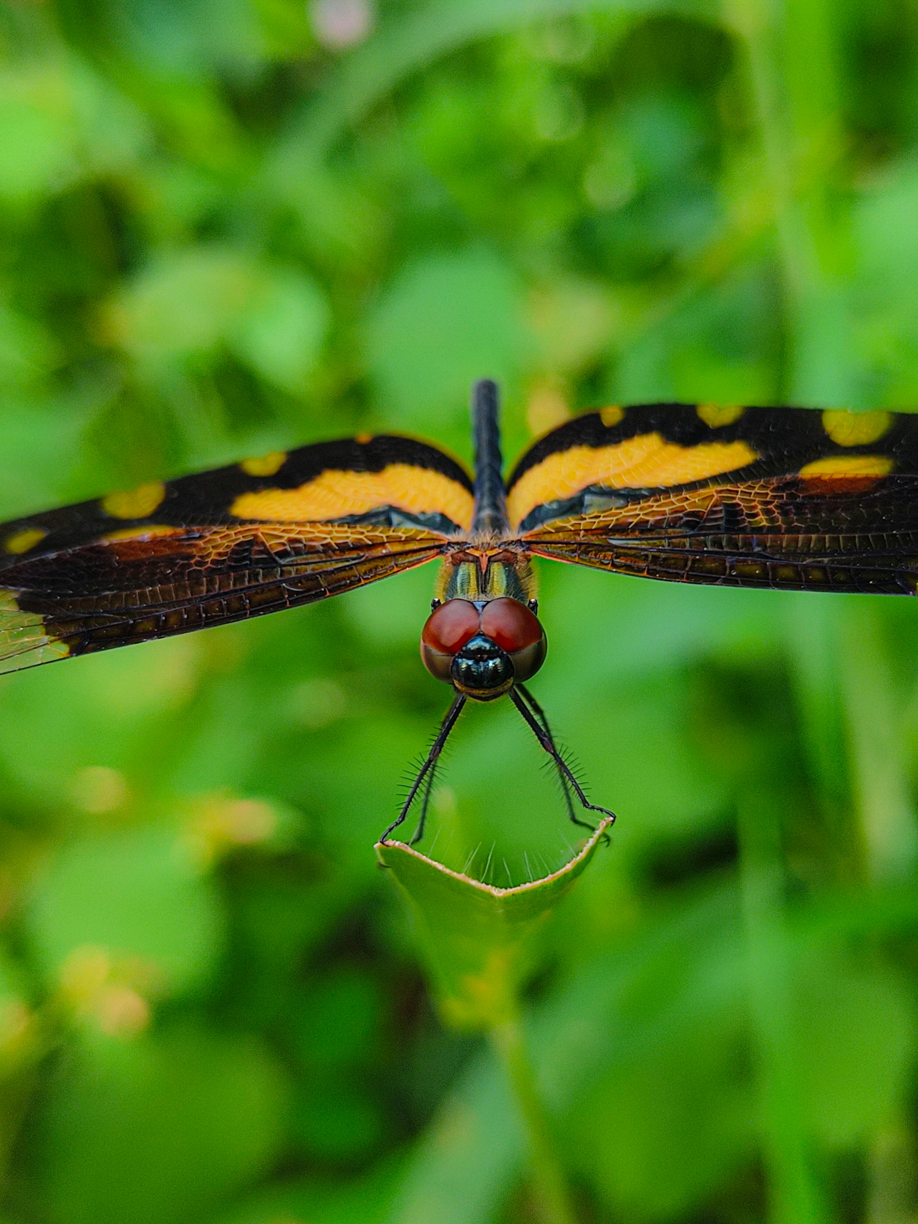 Dragonfly Carrying Leaf · Free Stock Photo