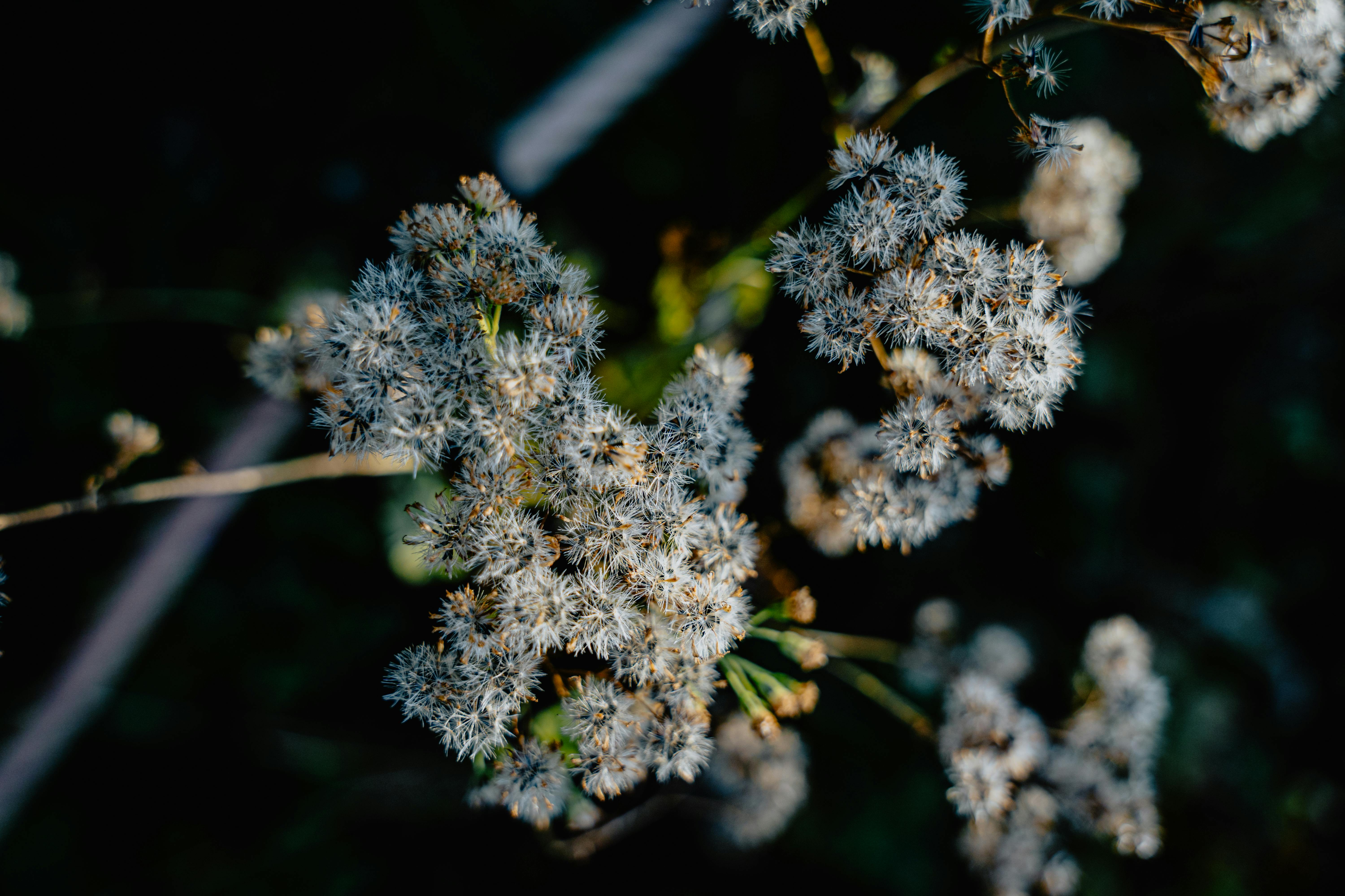 White Snakeroot Photos, Download The BEST Free White Snakeroot Stock ...