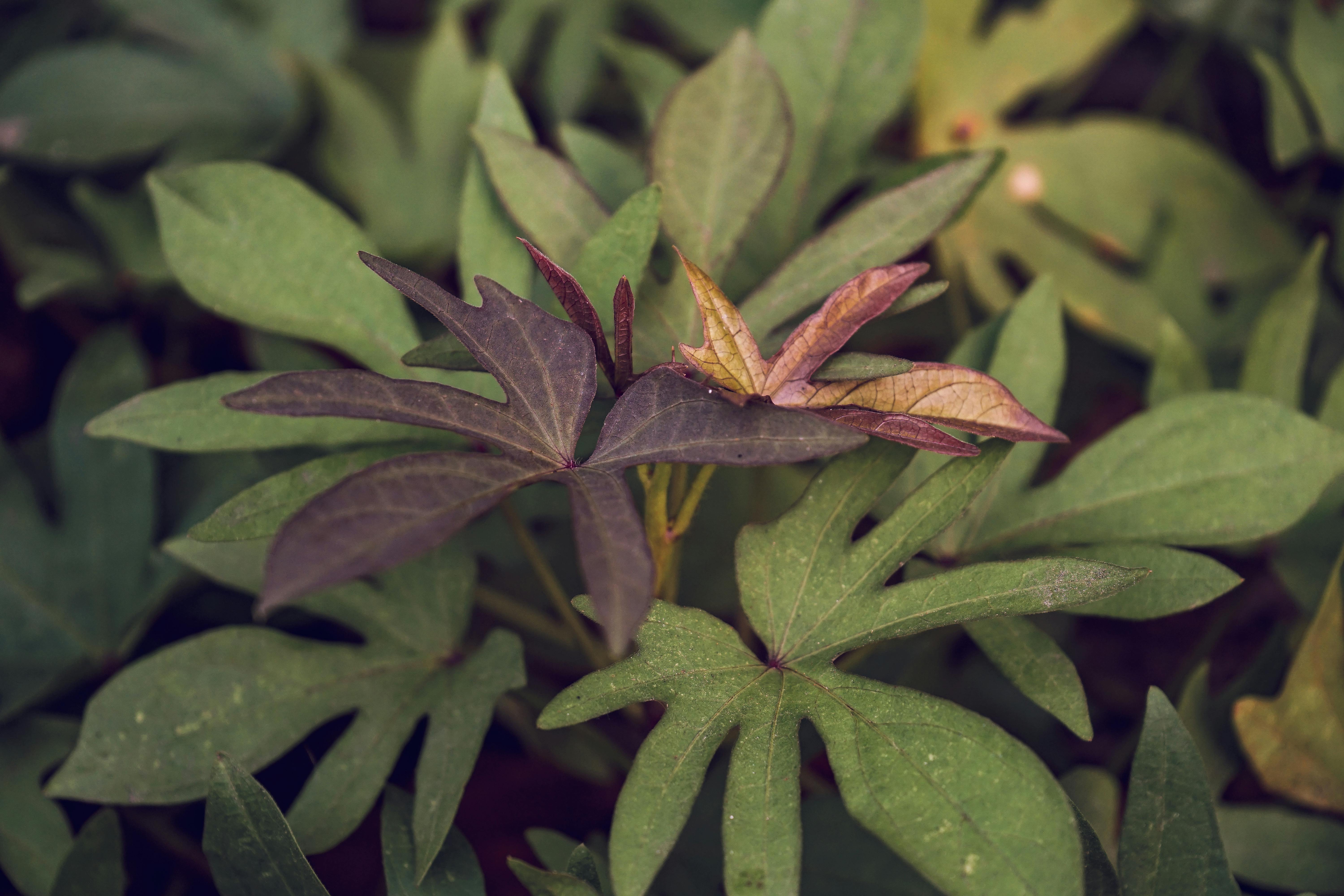 Yam Photos, Download The BEST Free Yam Stock Photos & HD Images