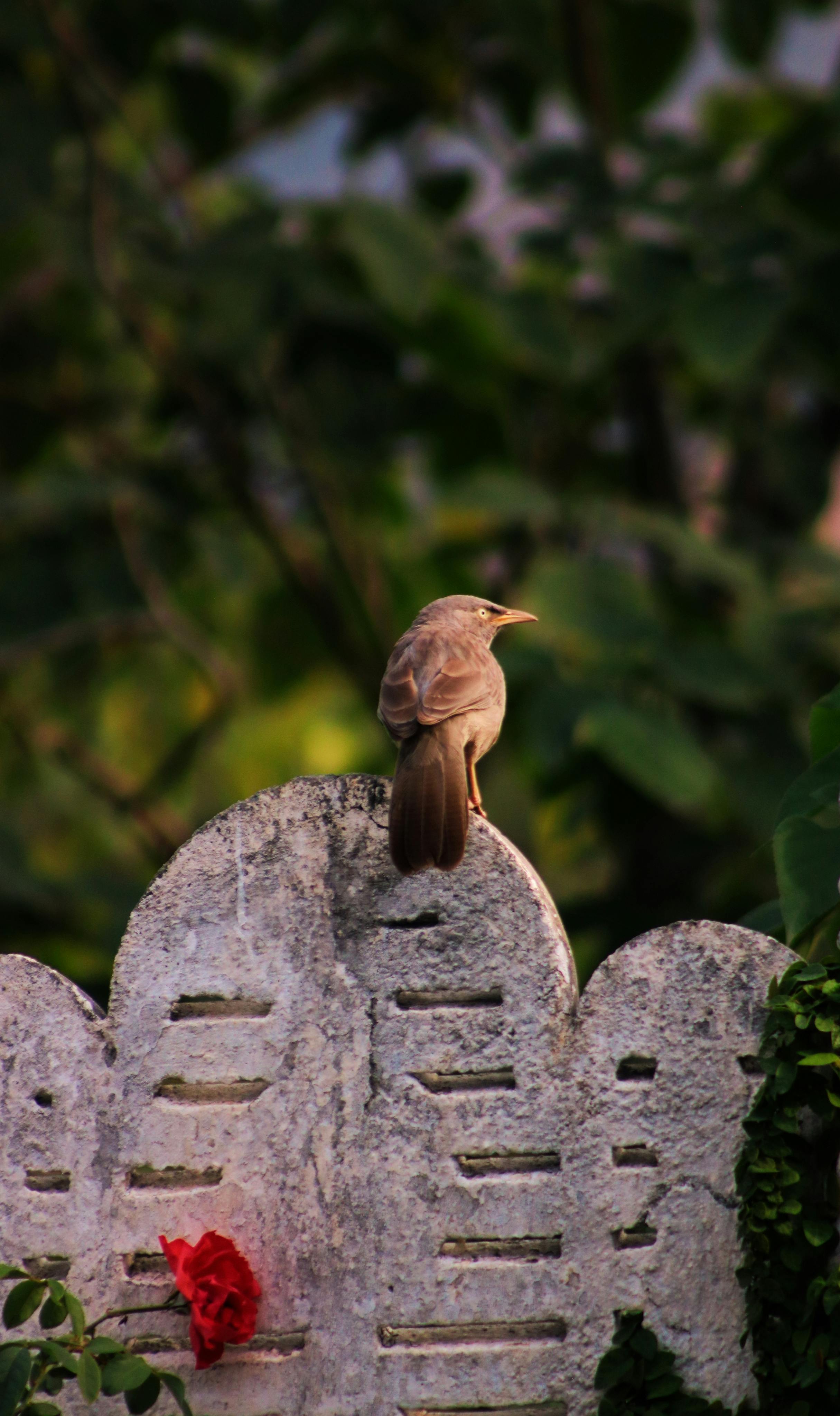 Bird Perching on Gravestone · Free Stock Photo