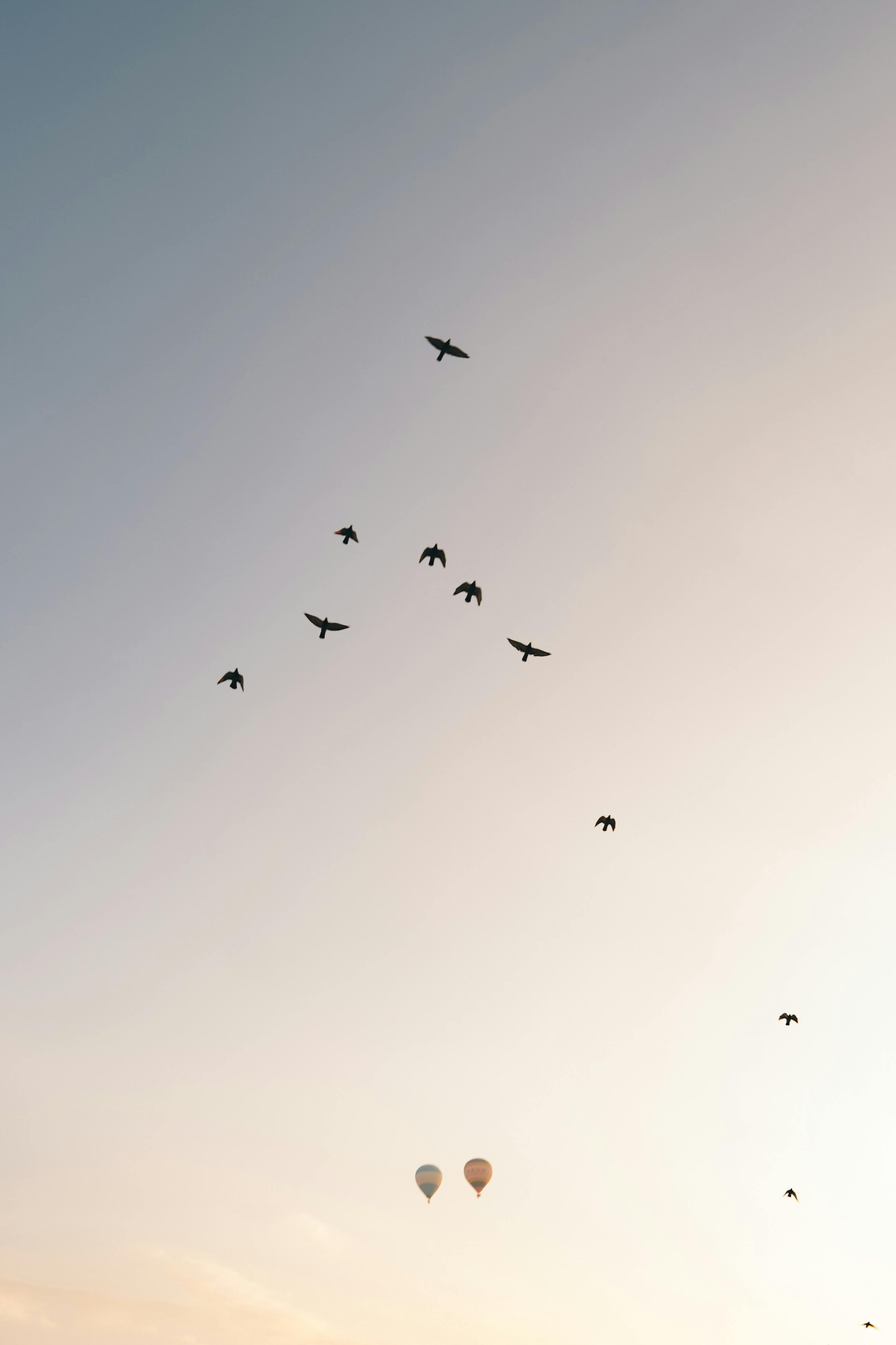 Animals In 0 Gravity Photos, Download The BEST Free Animals In 0 ...