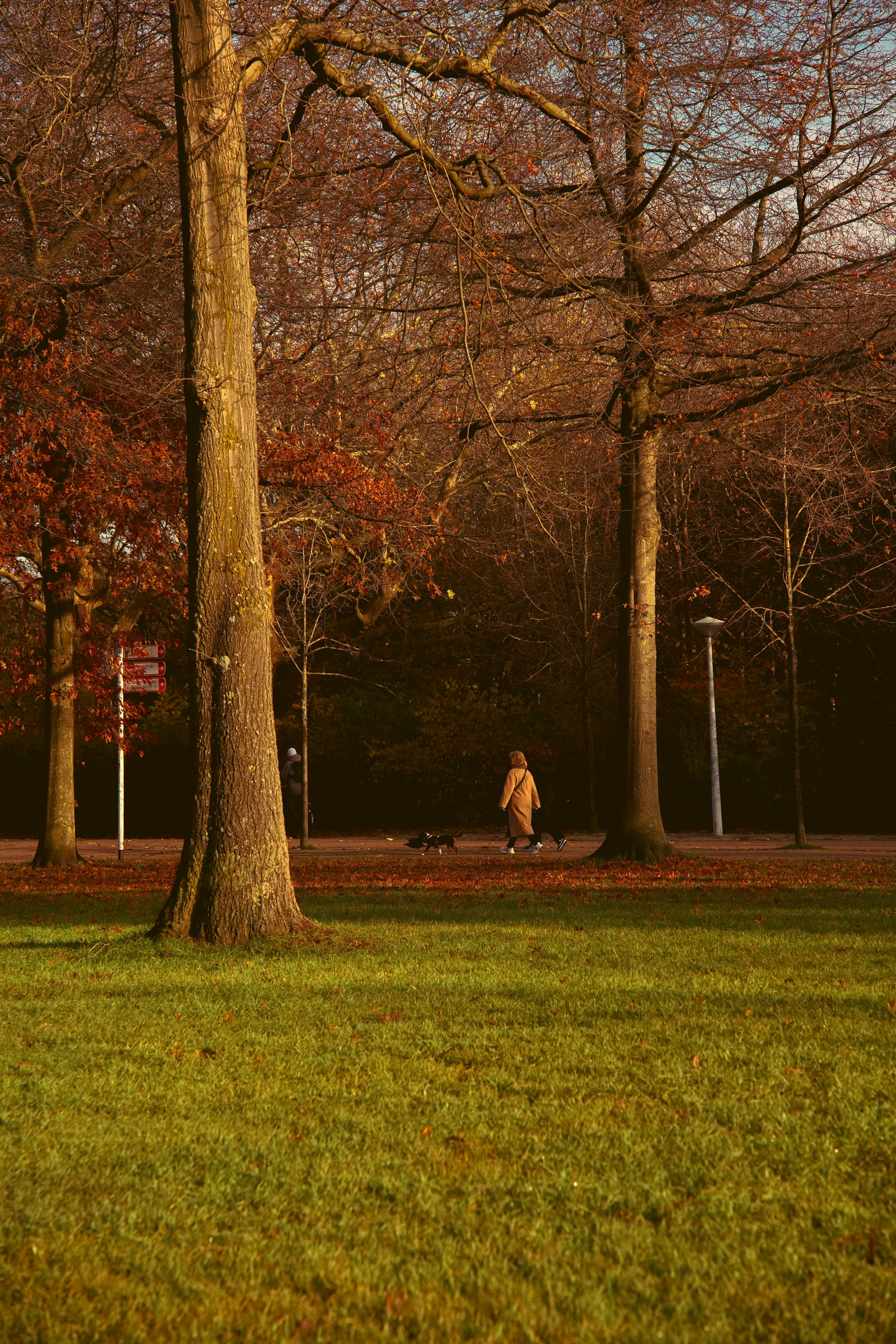 Dog Cbr Photos, Download The BEST Free Dog Cbr Stock Photos & HD Images