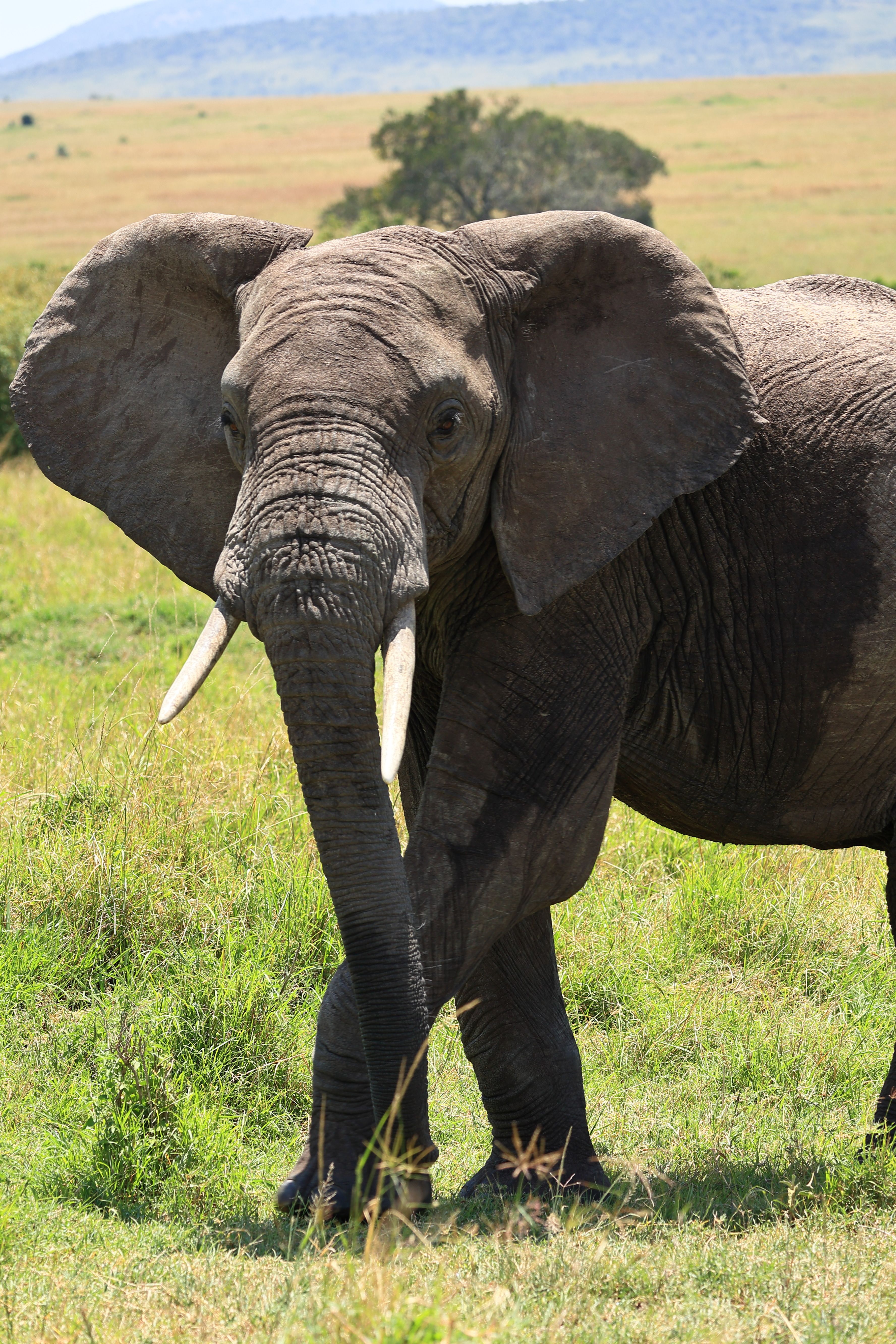 Photo gratuite de animal, animal de safari, elefant, éléphant, éléphant ...