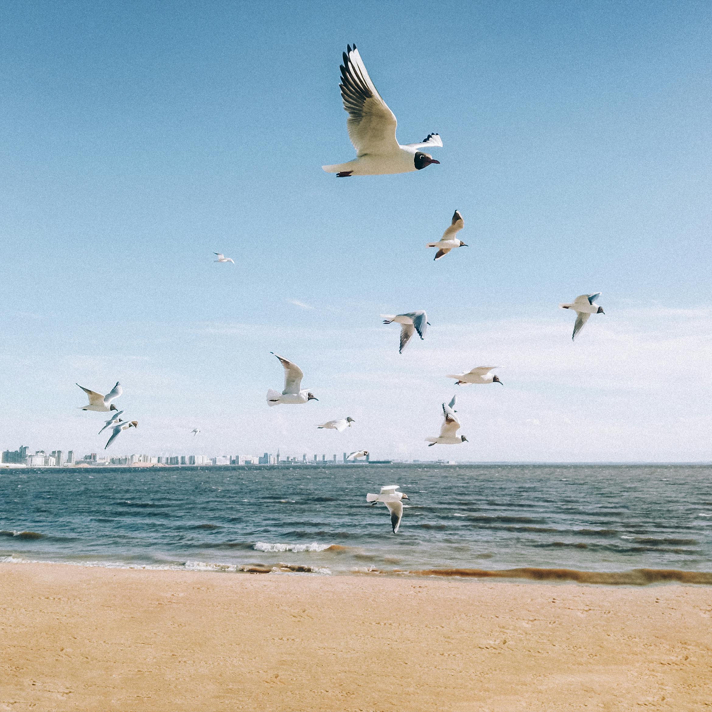 Seagulls Flying over Beach · Free Stock Photo
