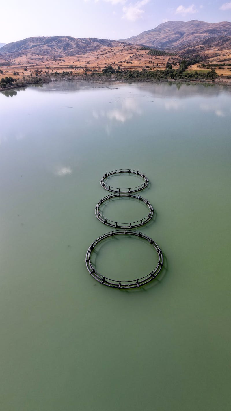 Fish Farm Photos, Download The BEST Free Fish Farm Stock Photos & HD Images