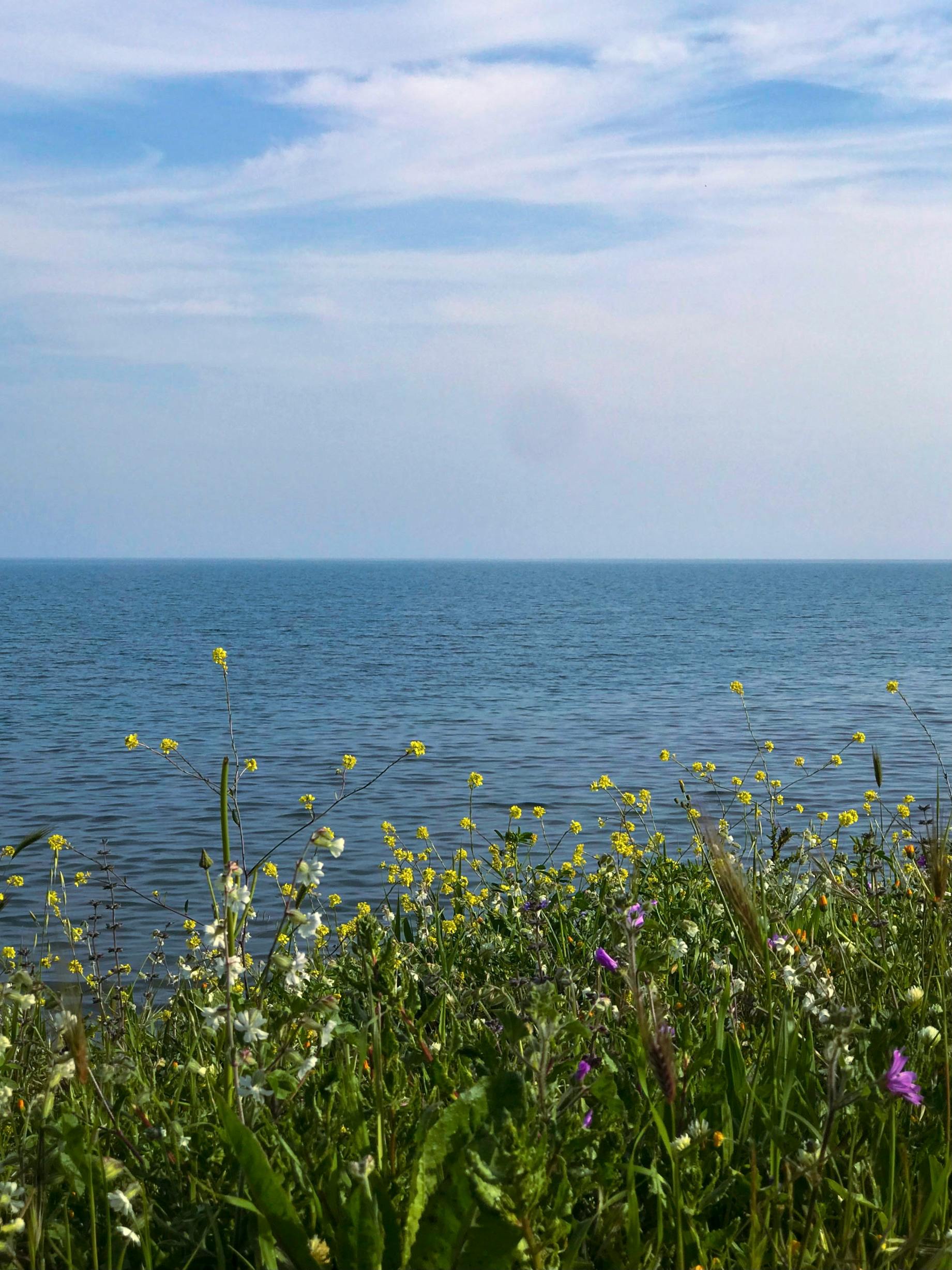 Shadow on Meadow · Free Stock Photo