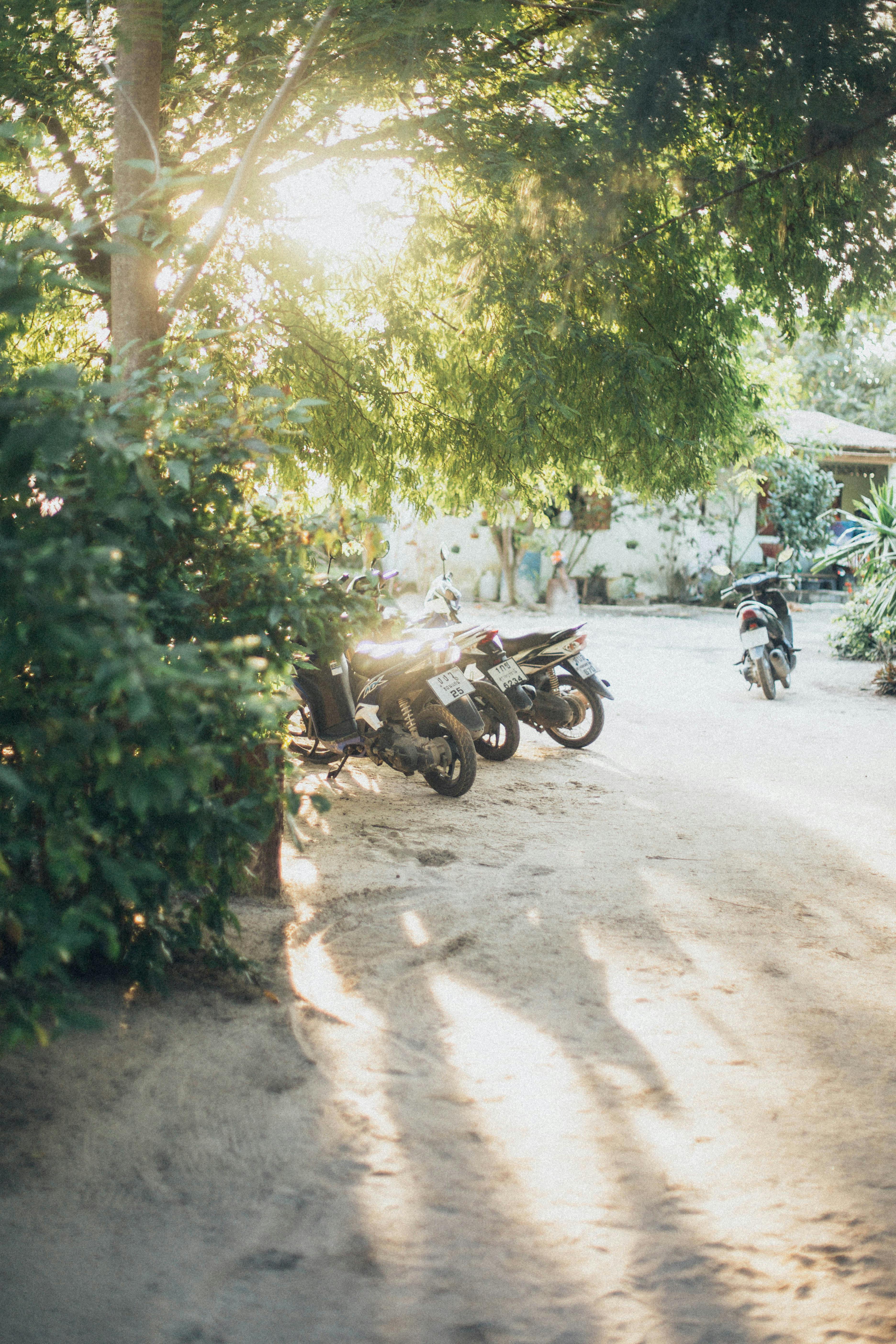 Parked Motorcycles Under Green Tree · Free Stock Photo