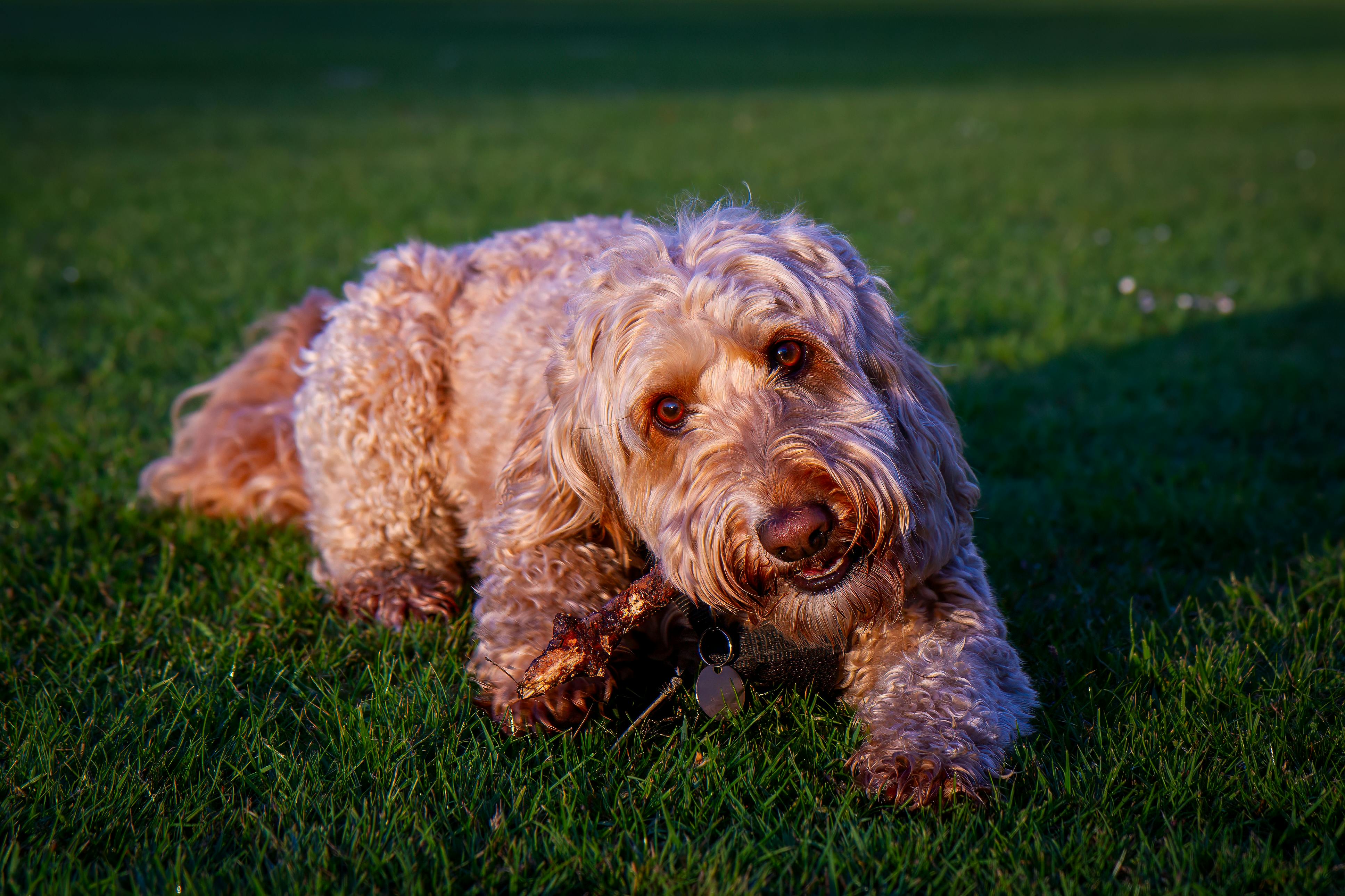 Poodle Lying Down on Grass · Free Stock Photo