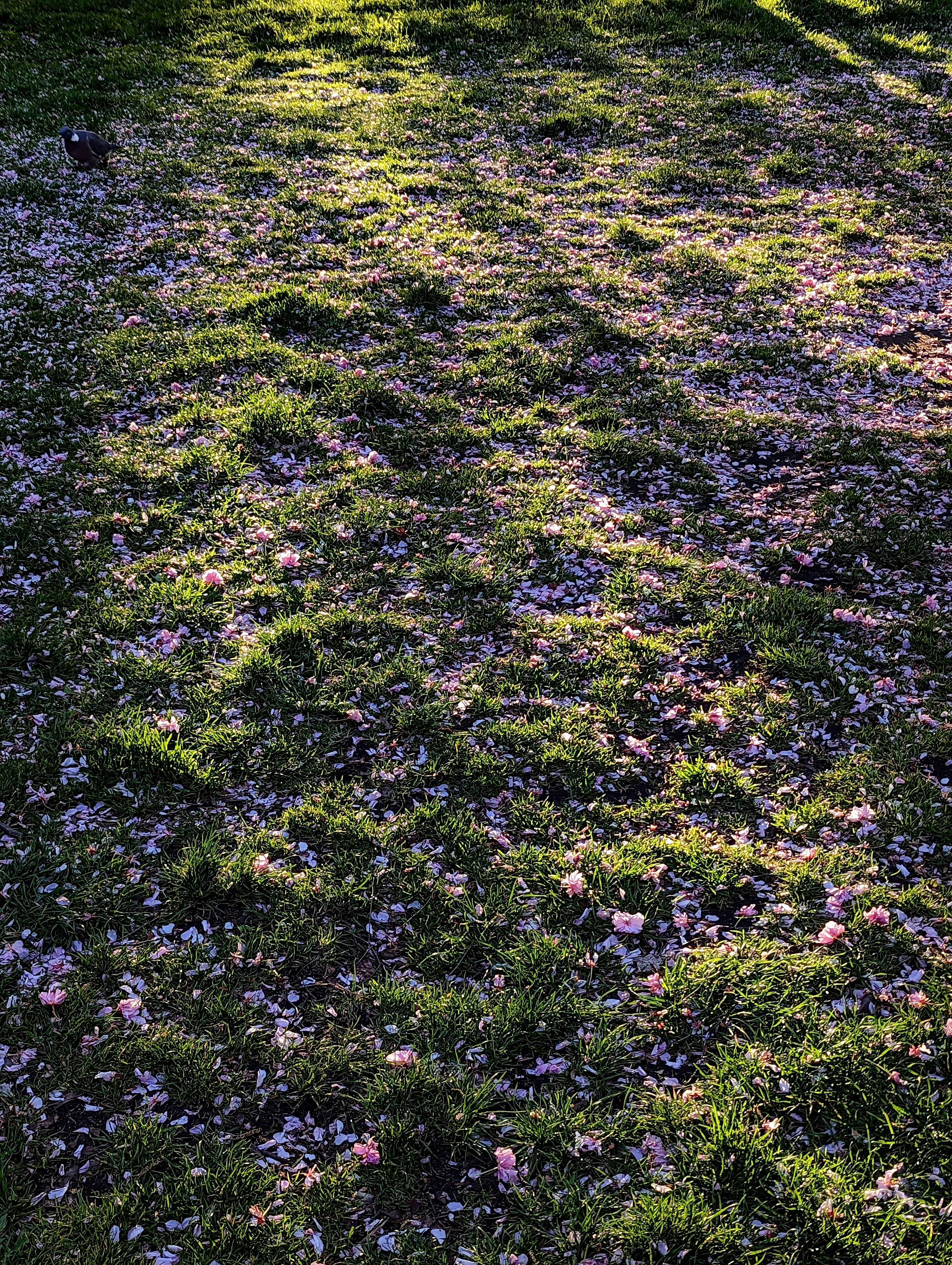 Lavender Leaves on a Field · Free Stock Photo