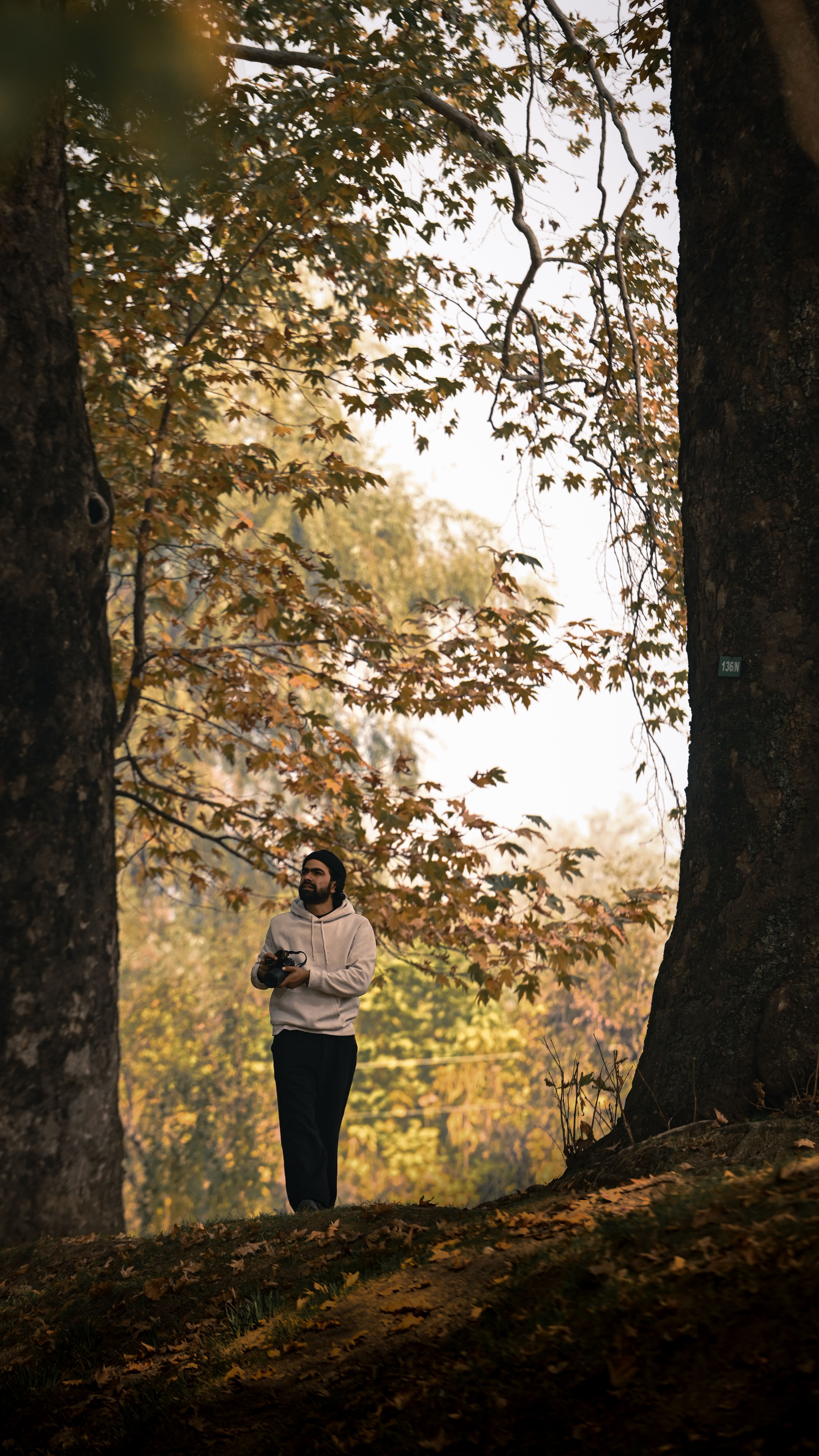 Bearded Man in Hoodie Standing Between Trees · Free Stock Photo