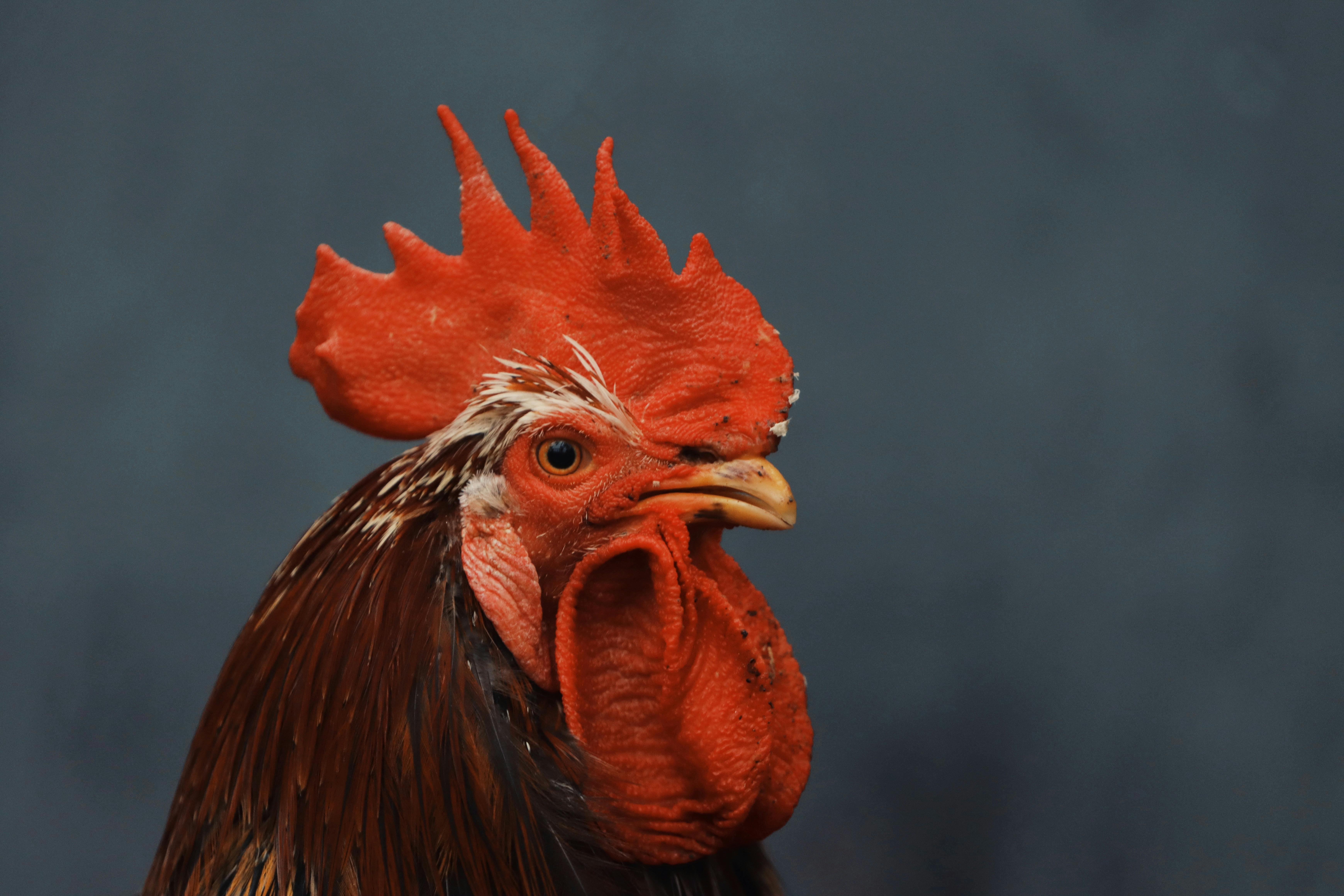 Portrait of Rooster · Free Stock Photo