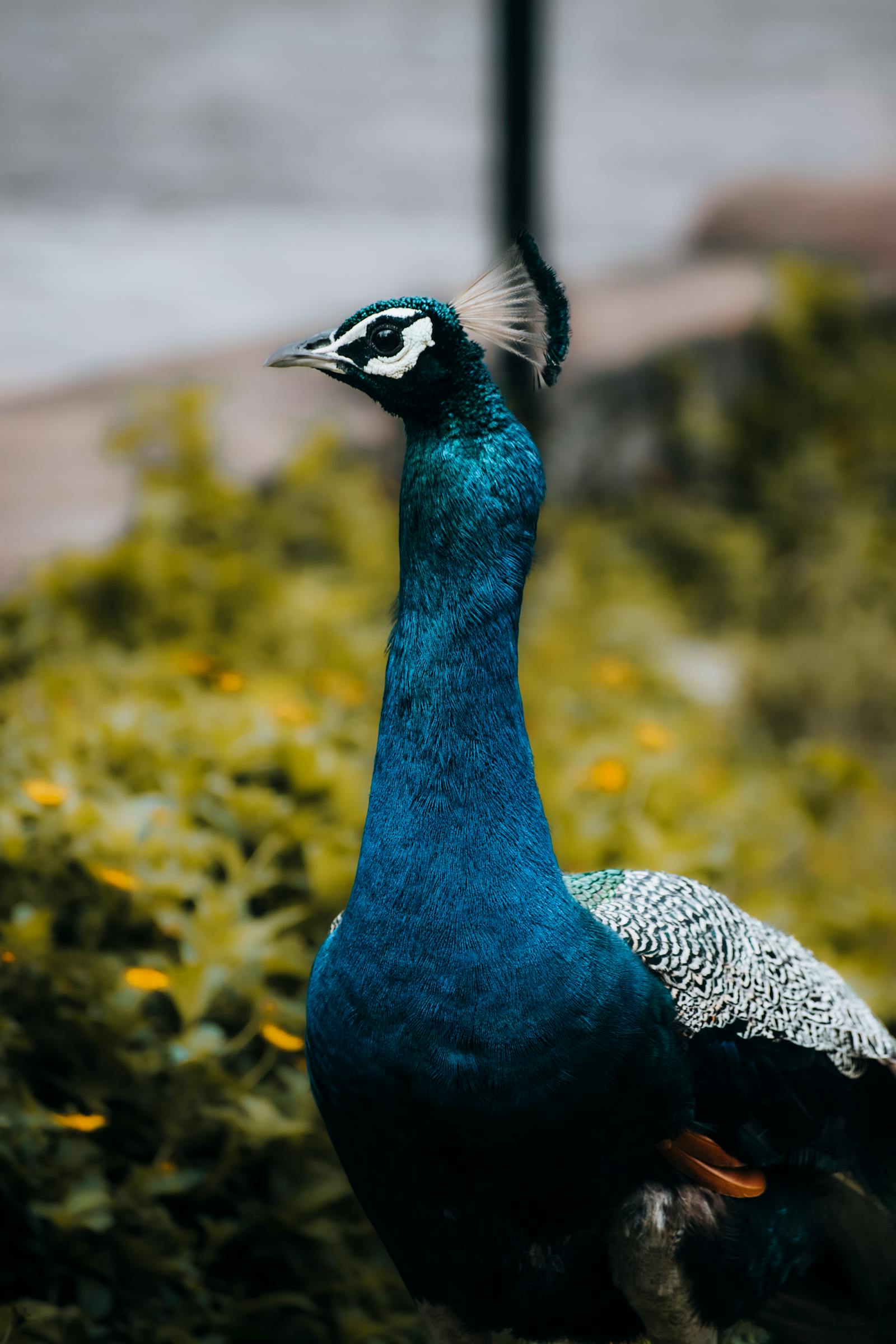 High Resolution Peacock Photos, Download The BEST Free High Resolution ...