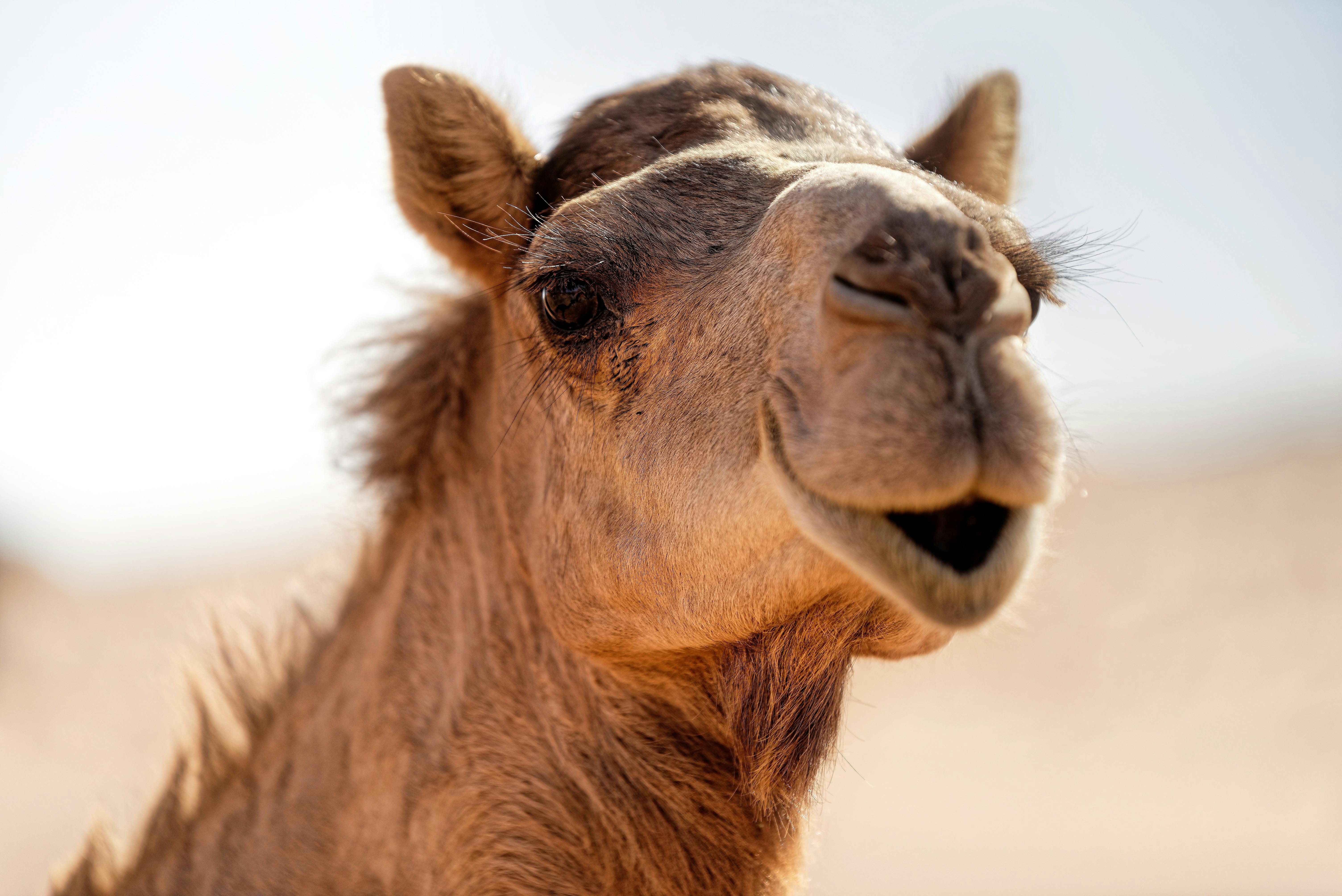 Brown Camel · Free Stock Photo