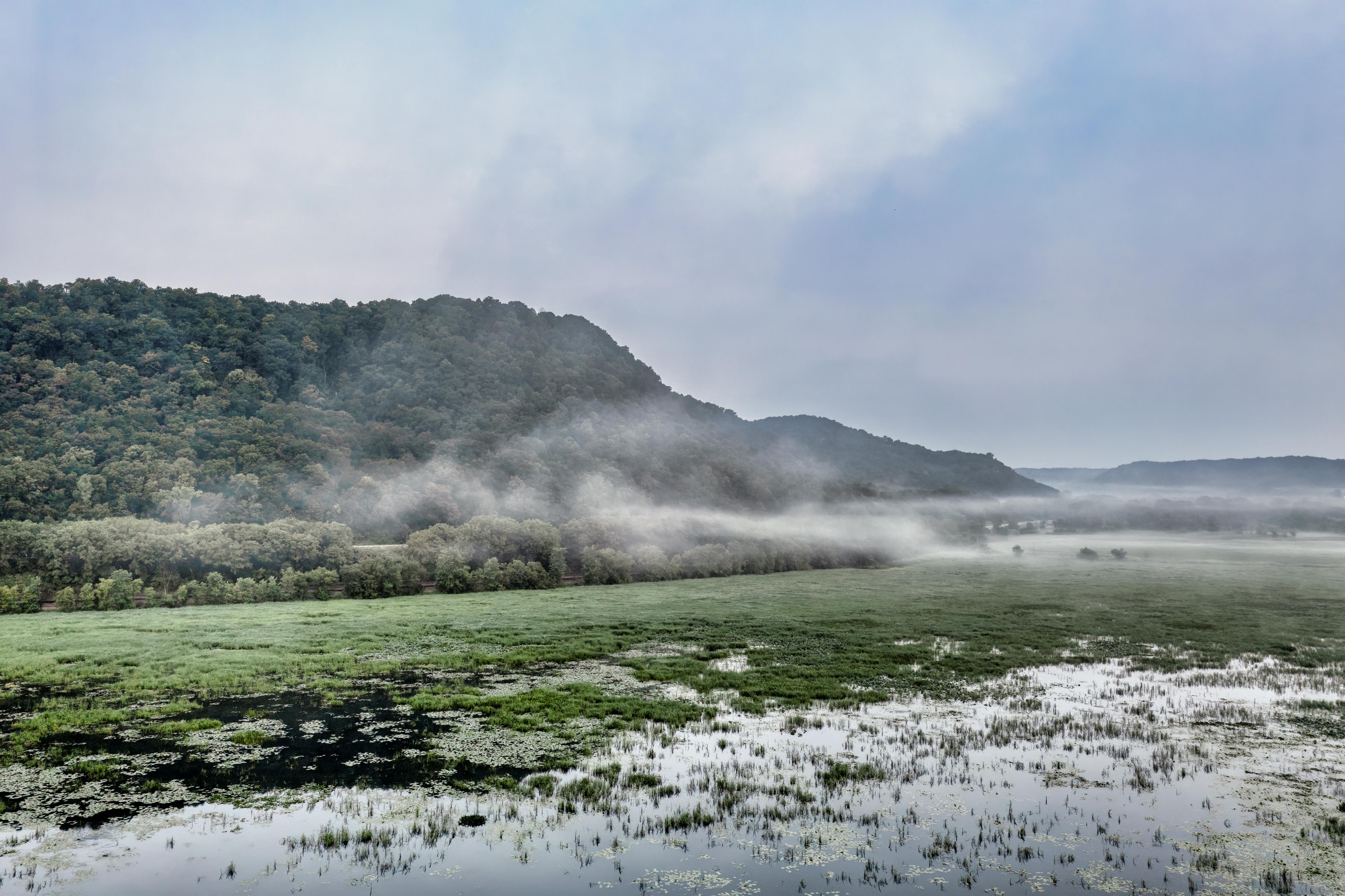 Wetland and Forest in Fog · Free Stock Photo