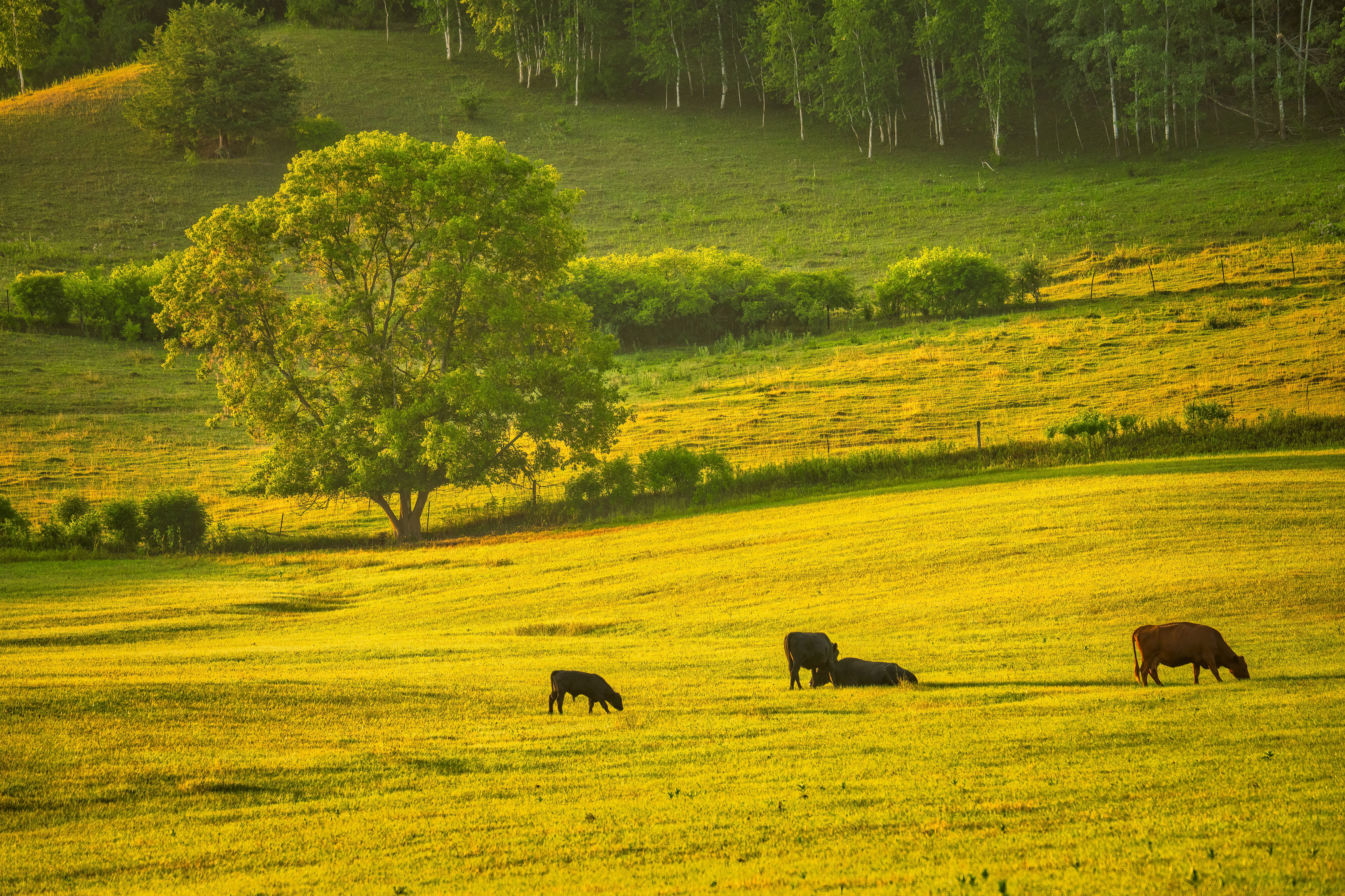 Cows Grazing on Juicy Green Pasture · Free Stock Photo