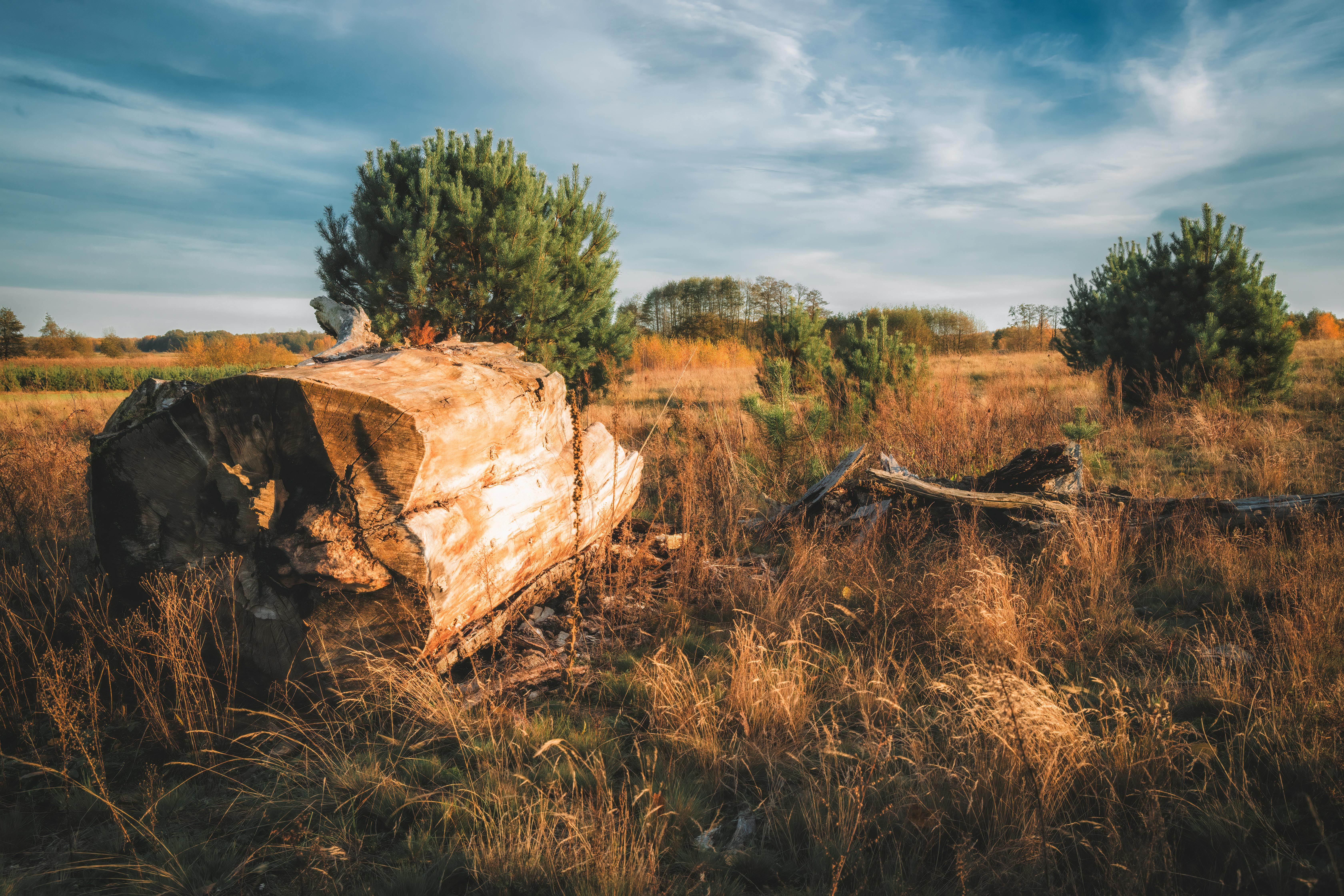 Log Kong Koi Oto Photos, Download The BEST Free Log Kong Koi Oto Stock ...