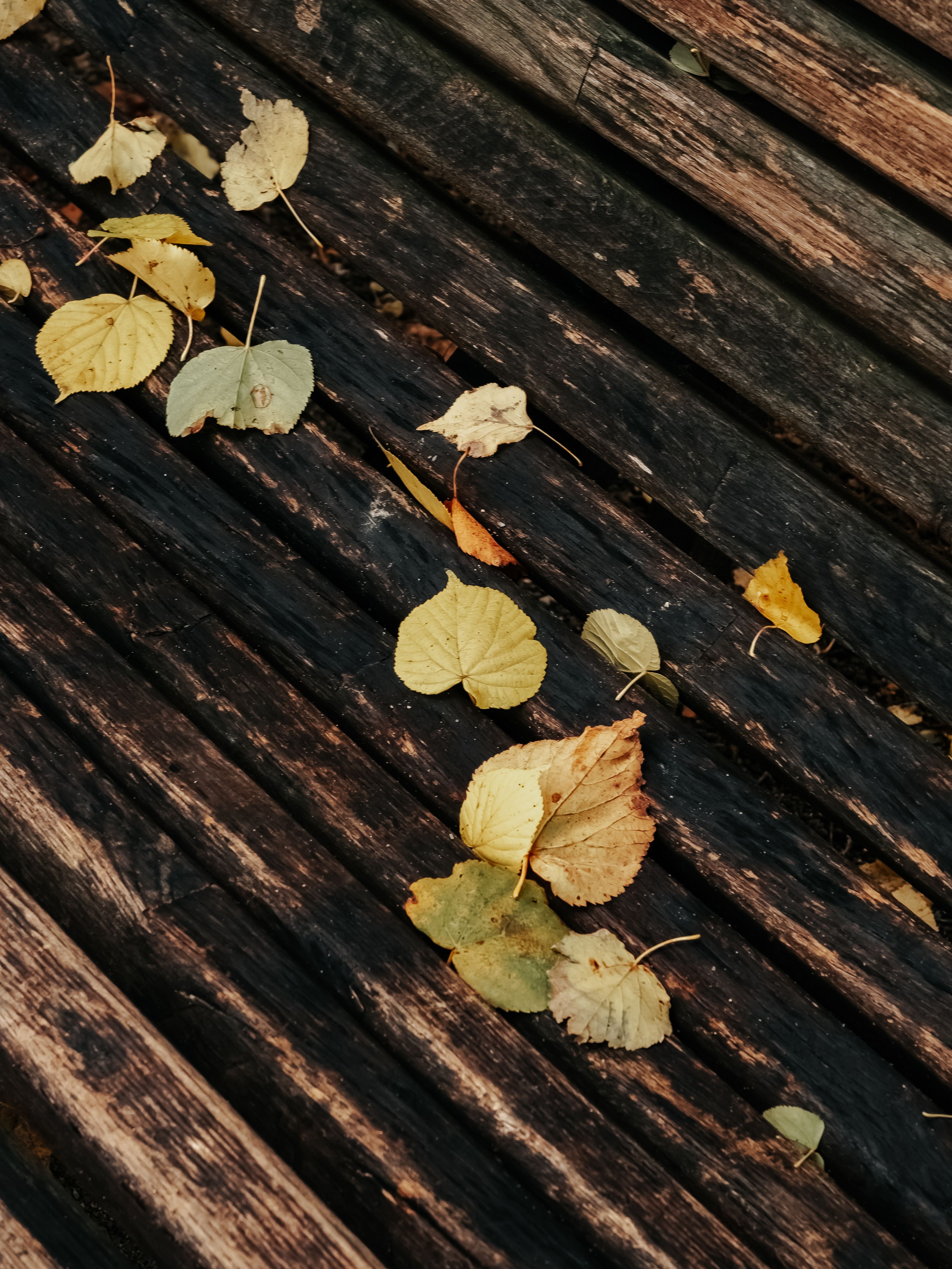 Golden Leaves on Wooden Pier · Free Stock Photo