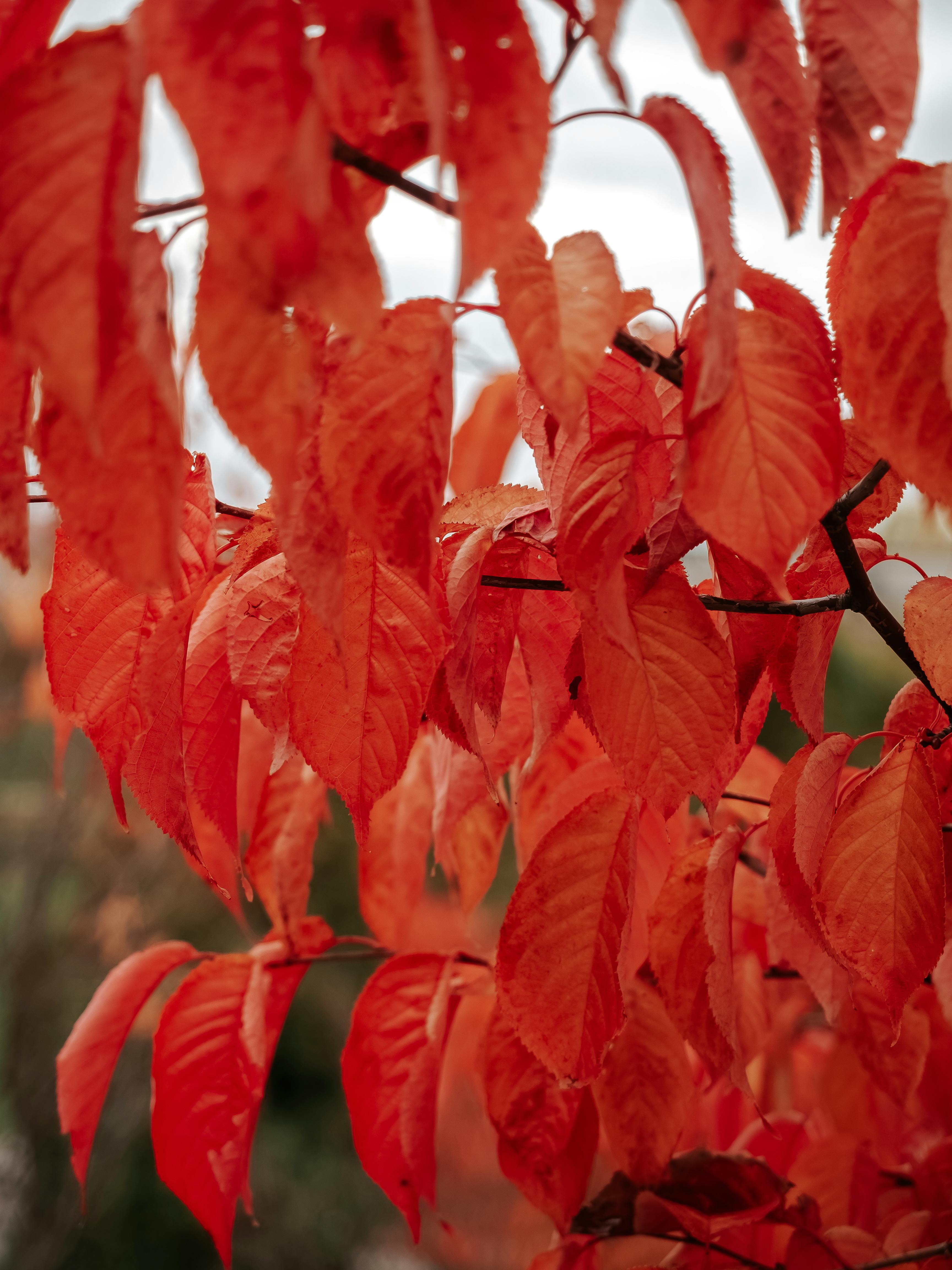 Red Trees · Free Stock Photo